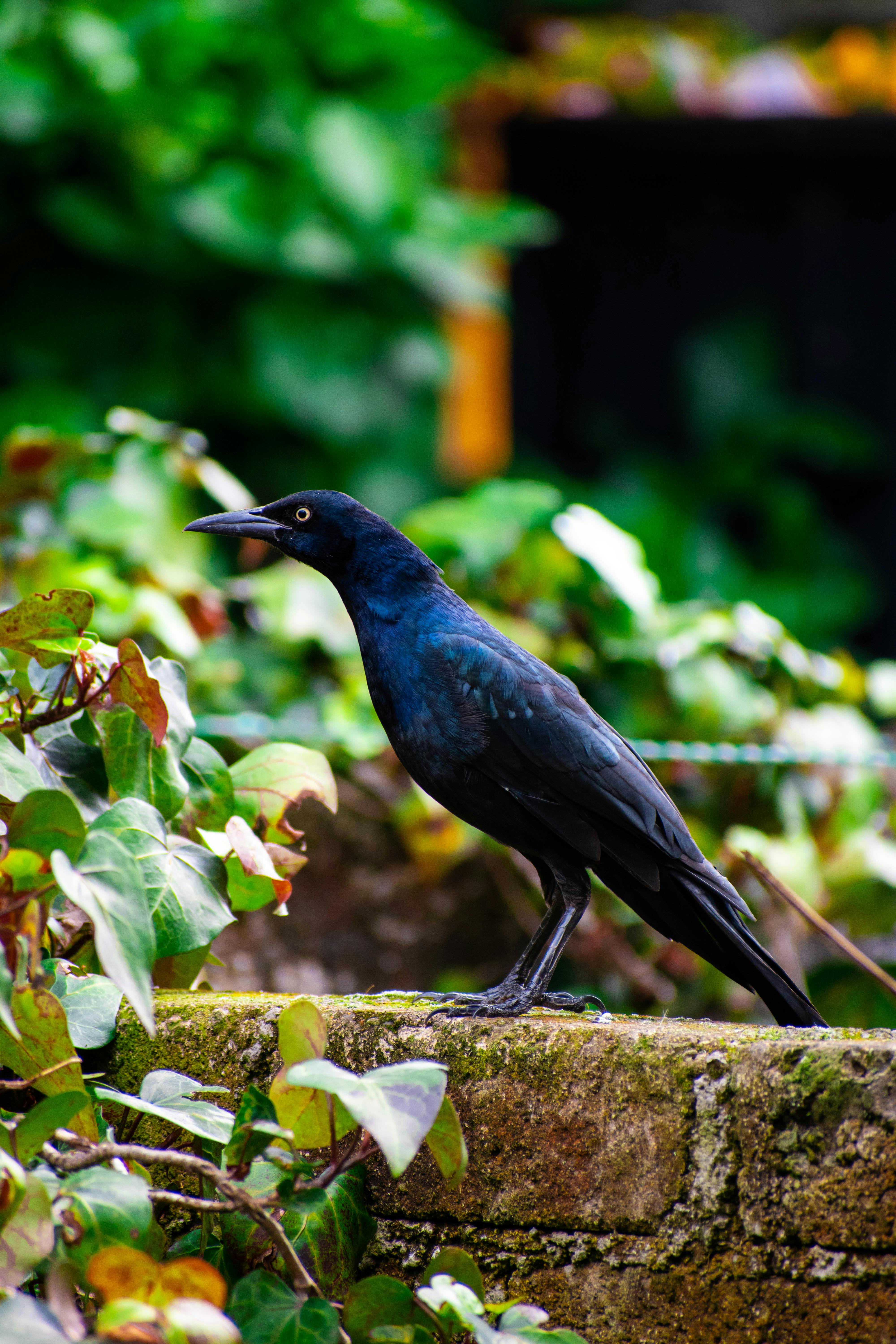 American Crow on Concrete Bricks · Free Stock Photo