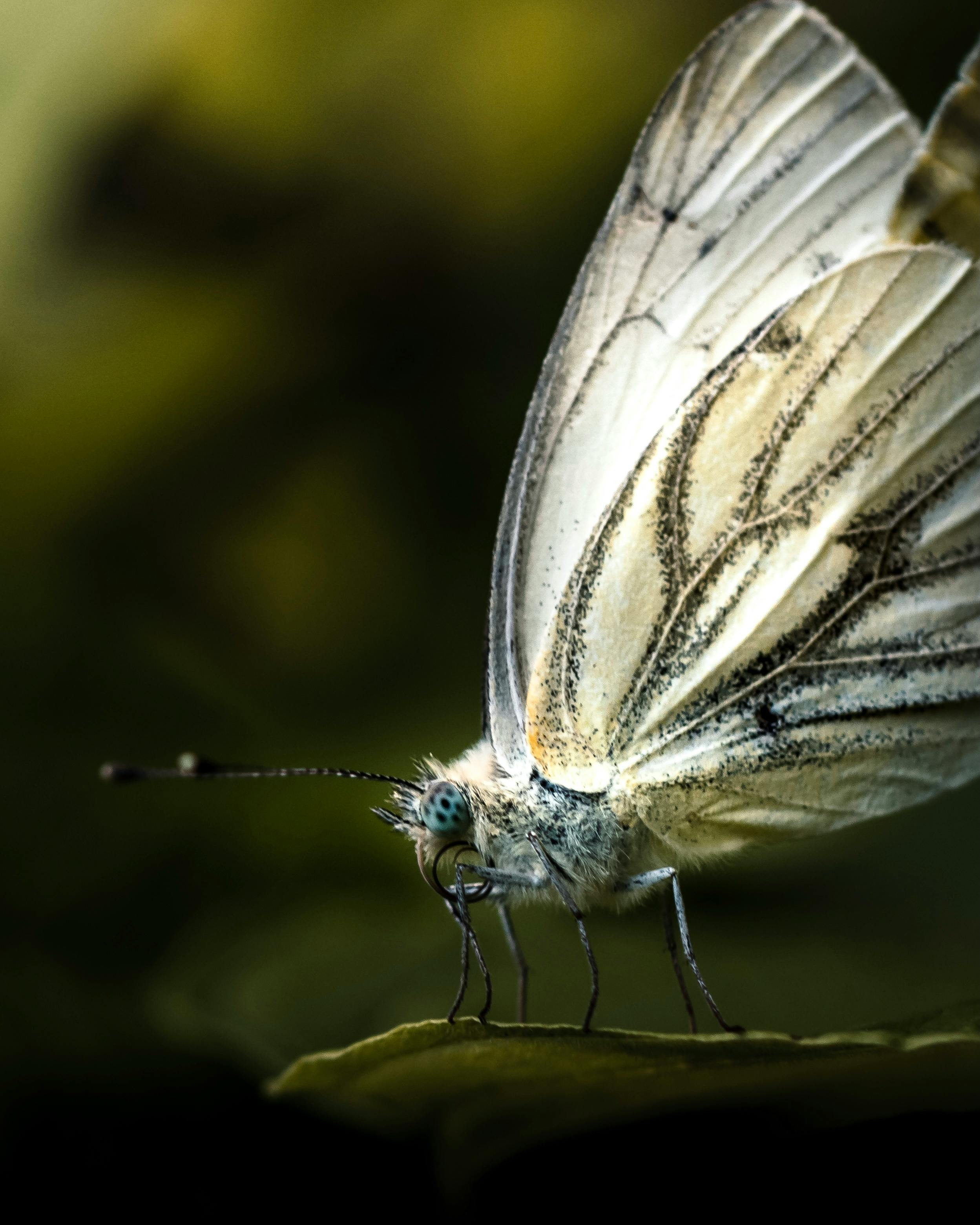 Insect with red compound eyes · Free Stock Photo