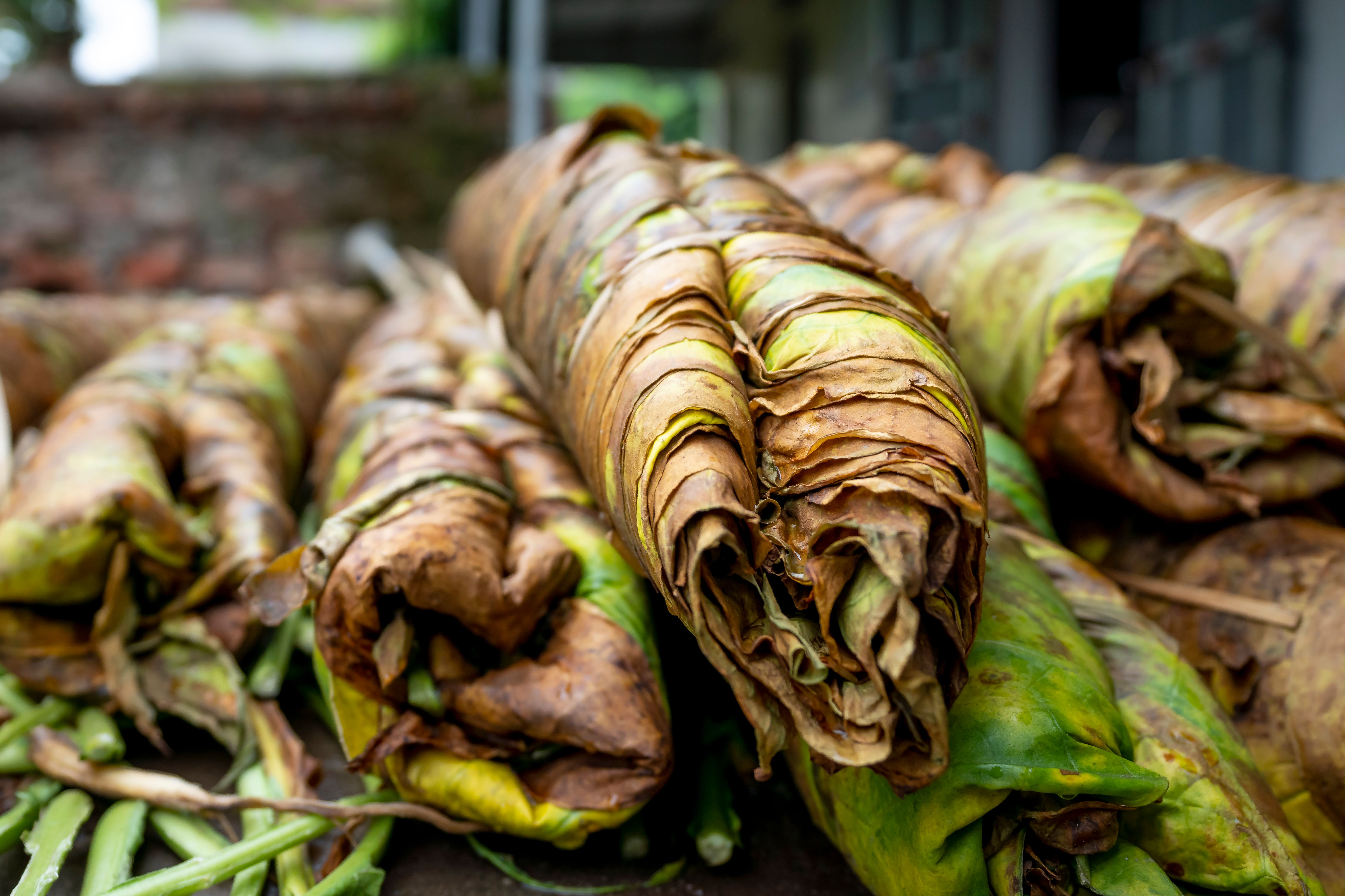 65,420+ Best Free Tobacco leaf Stock Photos & Images · 100% Royalty ...