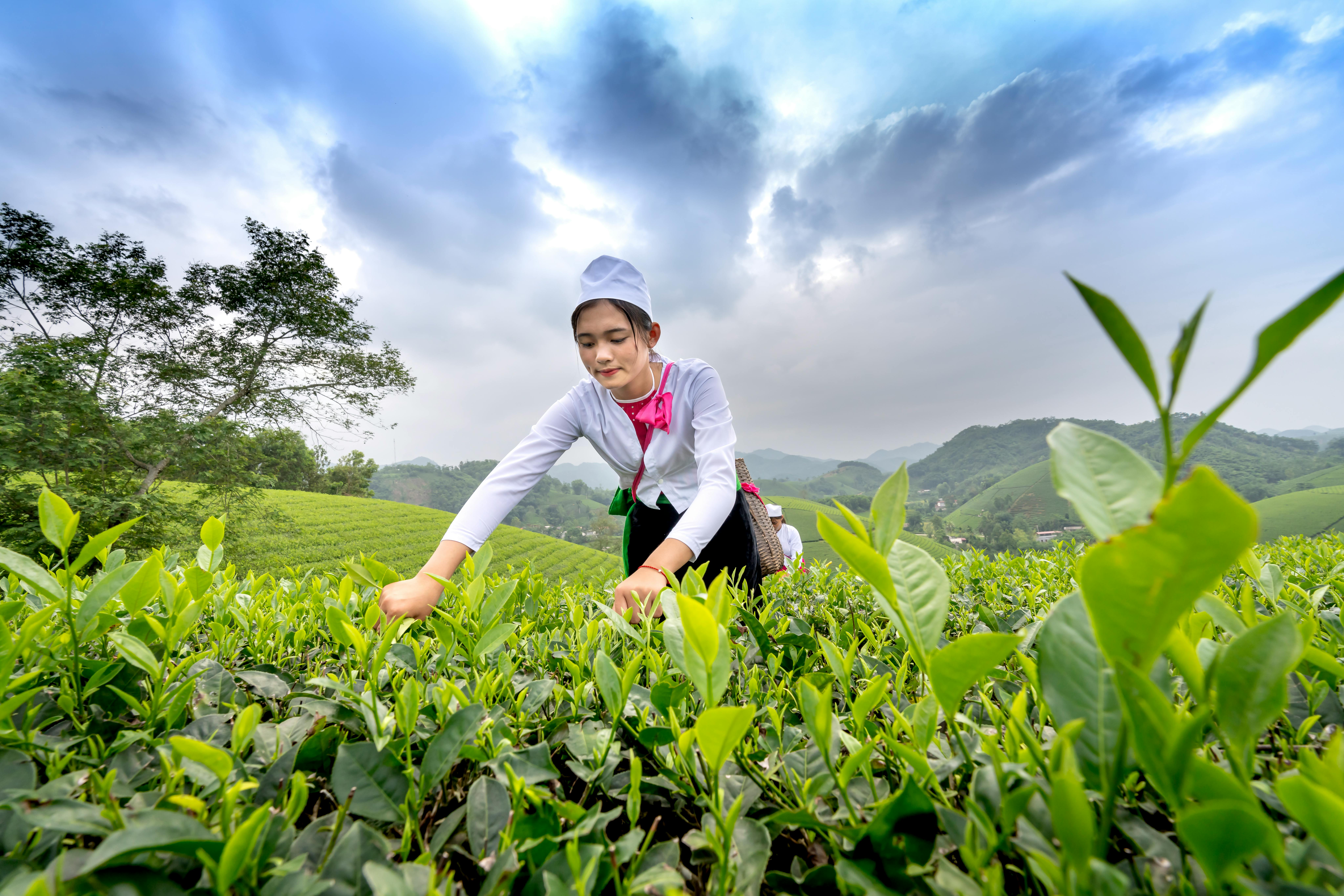 Young woman working on plantation · Free Stock Photo