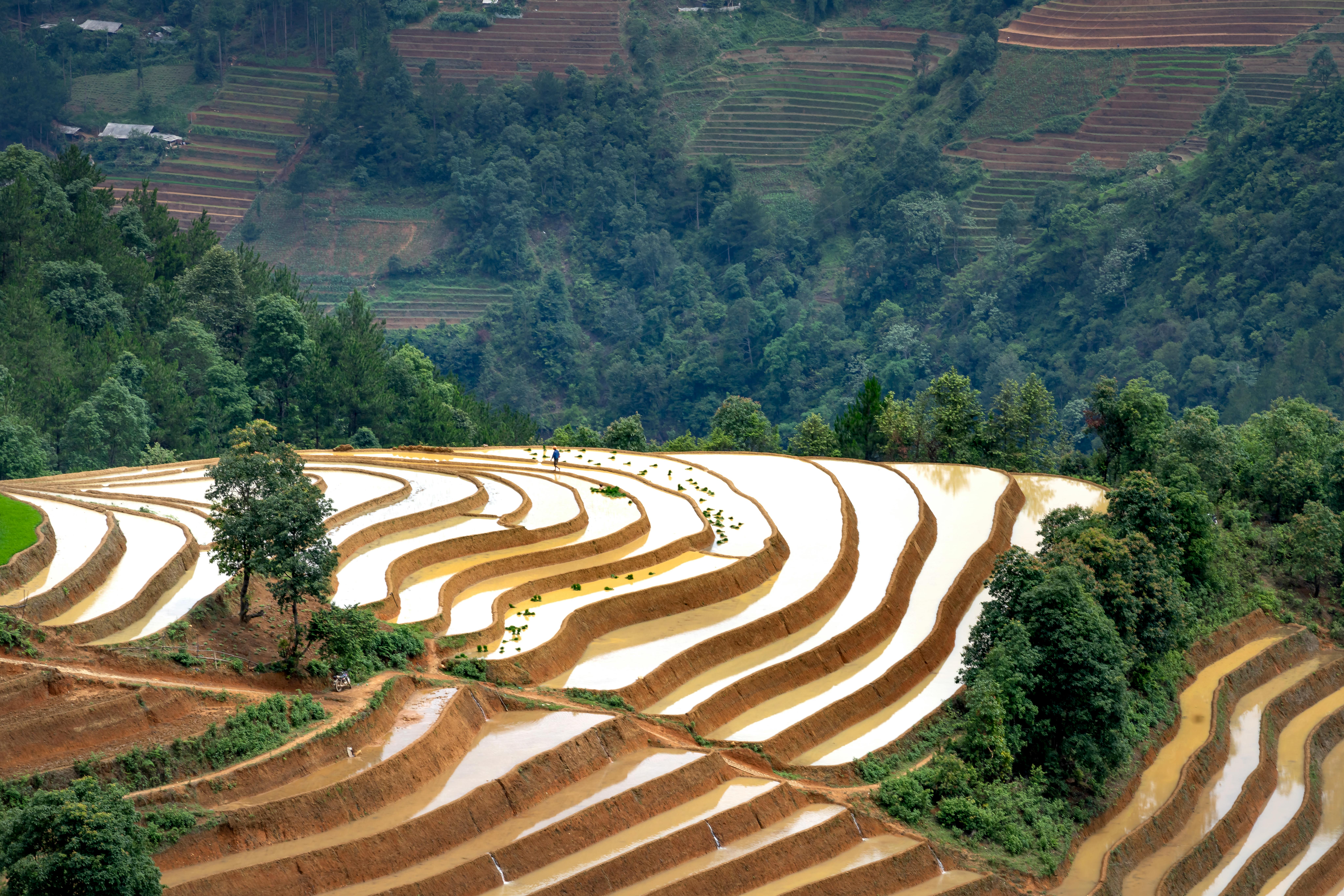 Rice plantation on hill near trees · Free Stock Photo