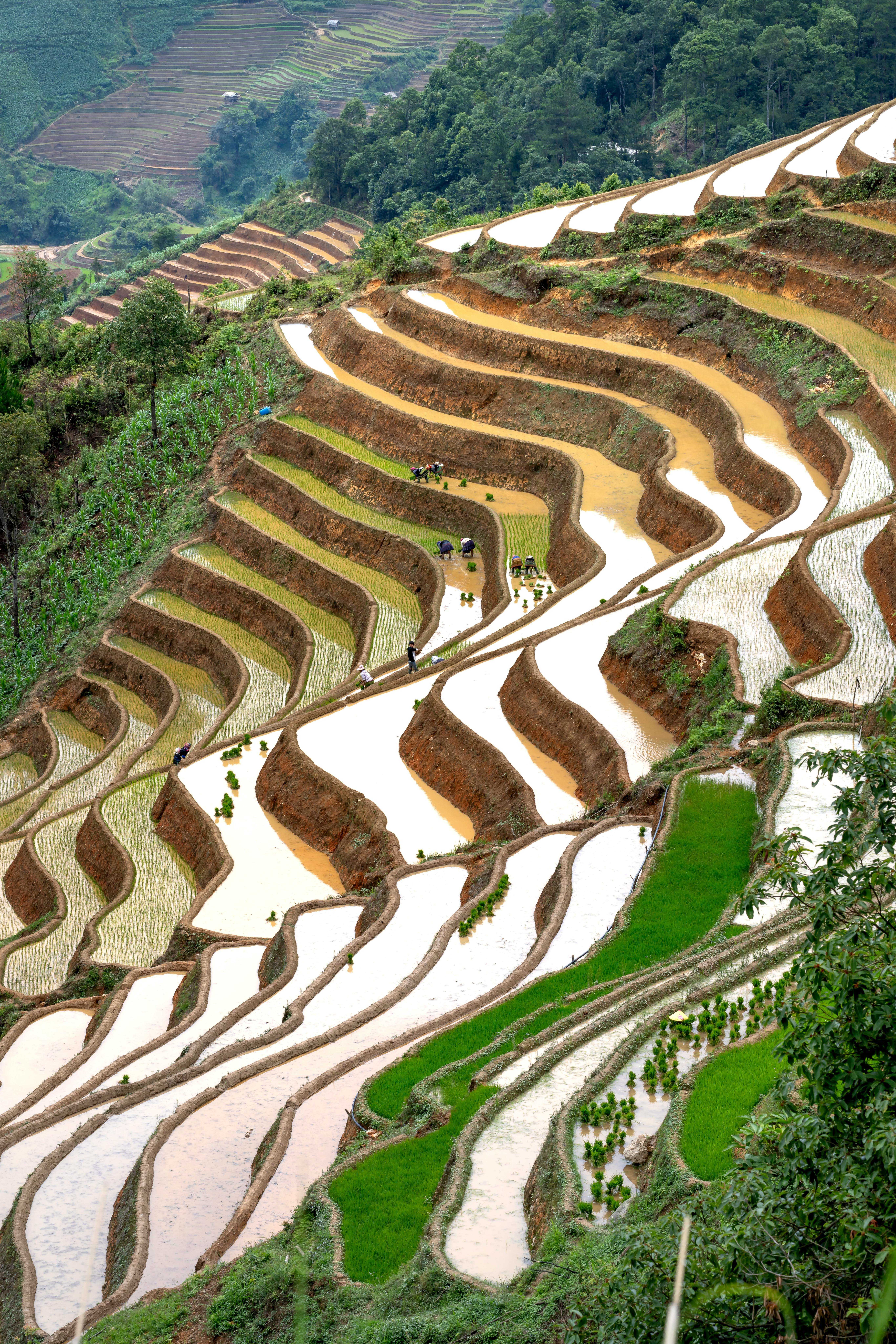 An Aerial Shot of Rice Terraces · Free Stock Photo