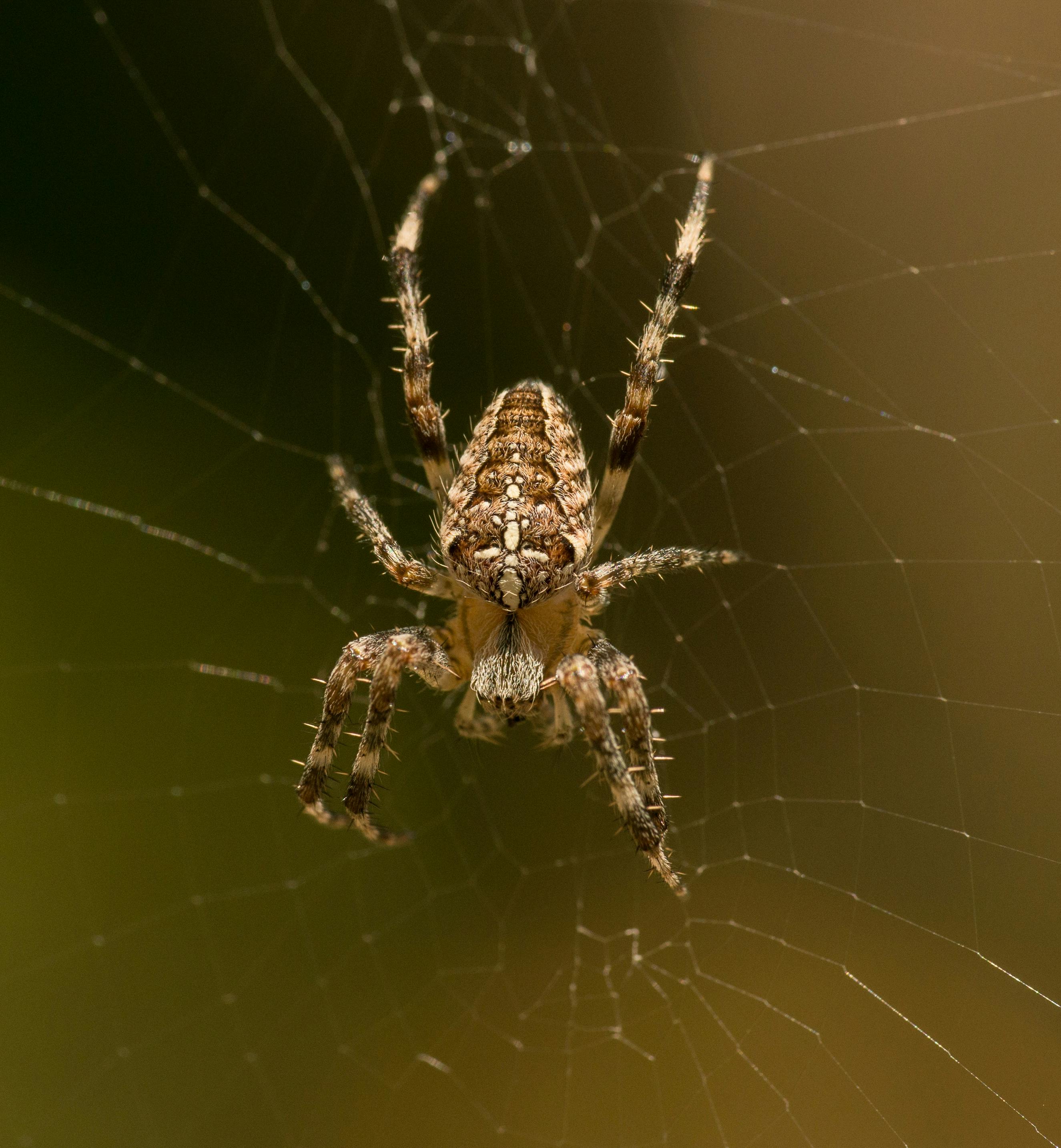 Closeup Photo of Brown Barn Spider · Free Stock Photo