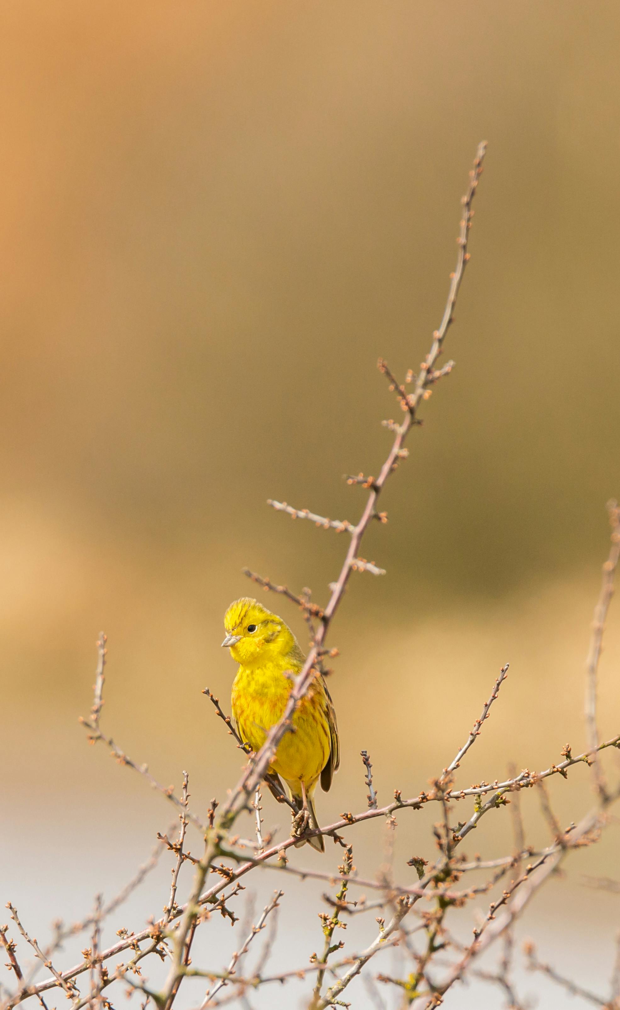 A Bird Perched on a Tree Branch · Free Stock Photo