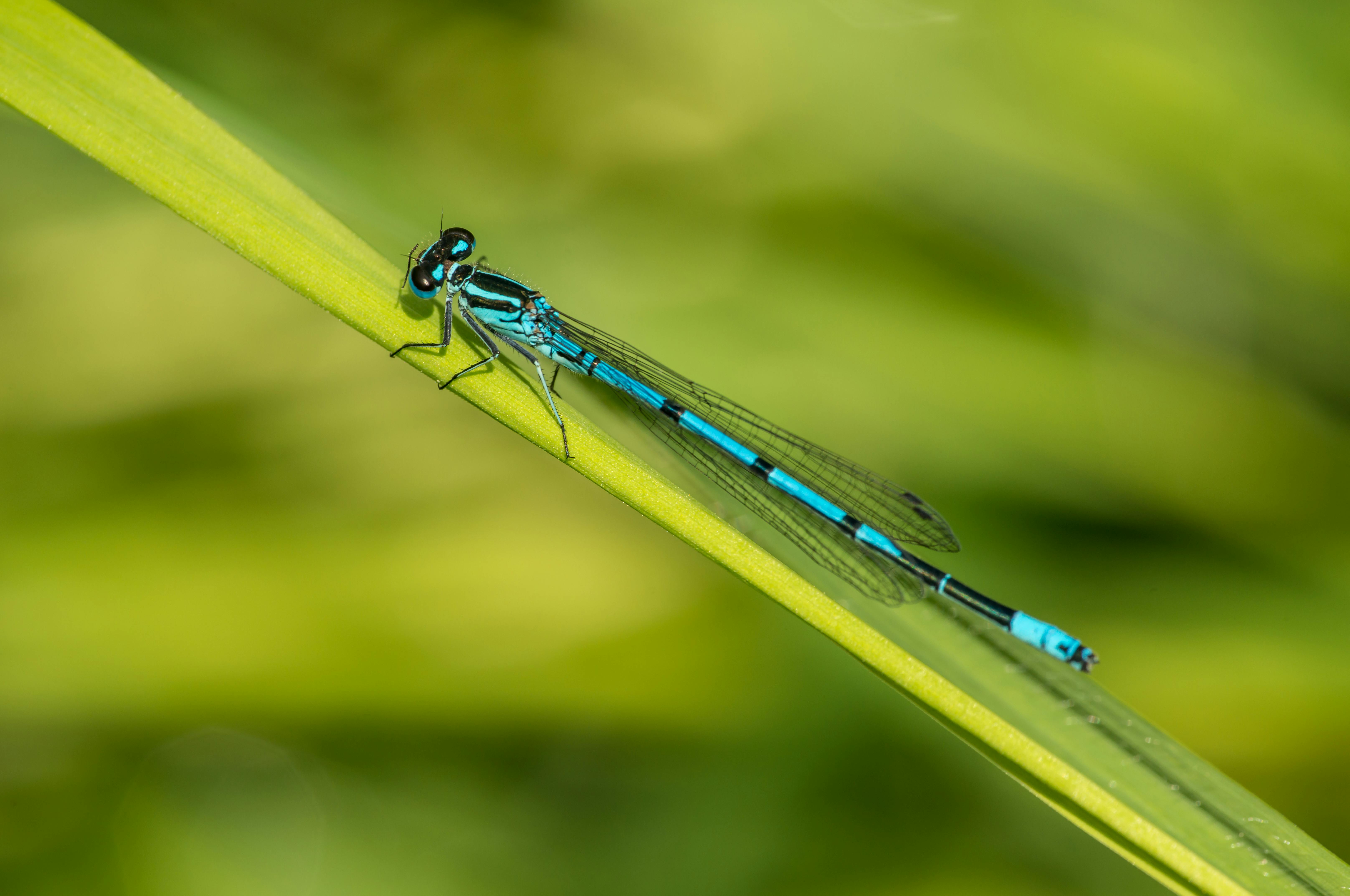 Green Dragonfly on Green Grass · Free Stock Photo