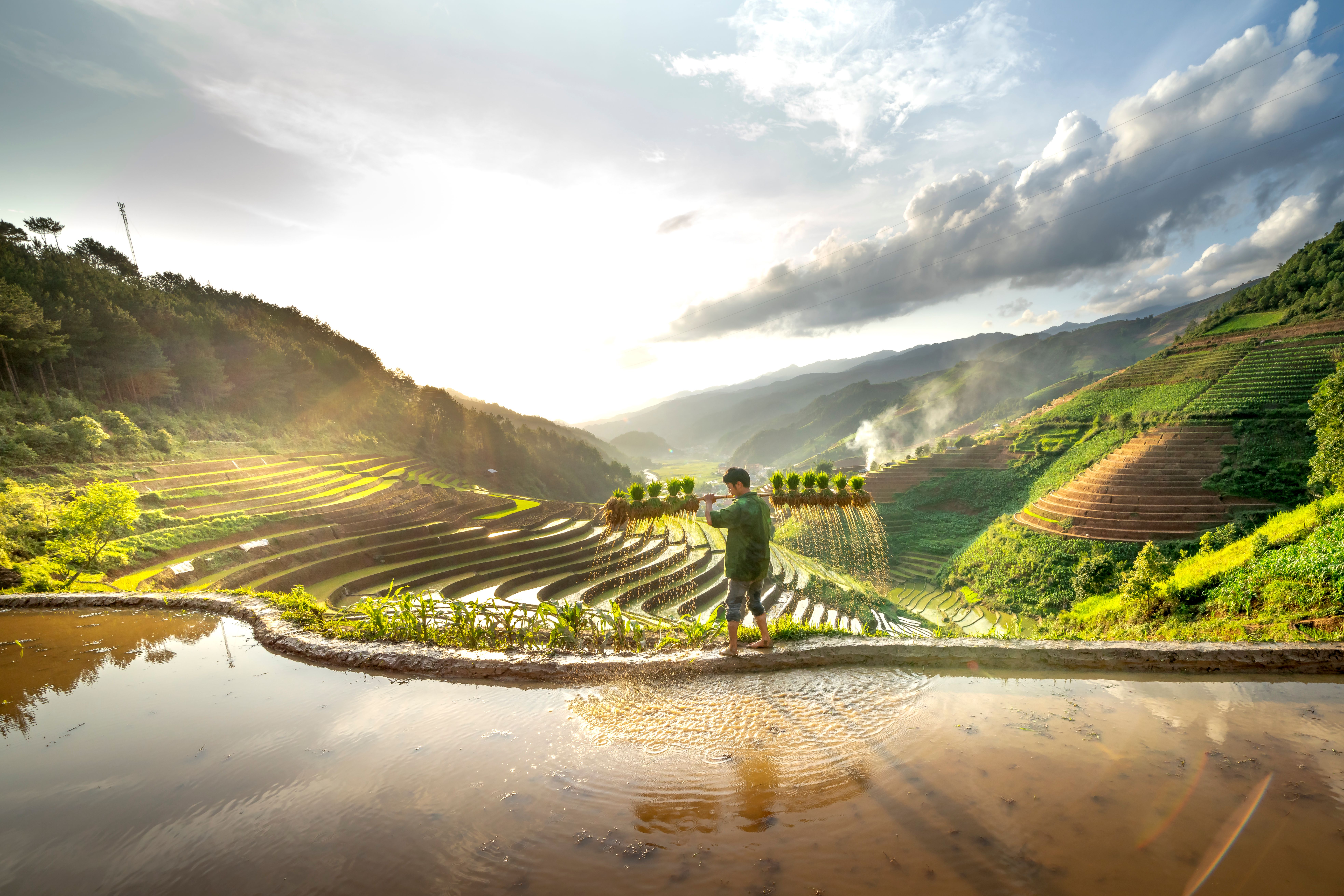 Man Working on a Paddy Field · Free Stock Photo