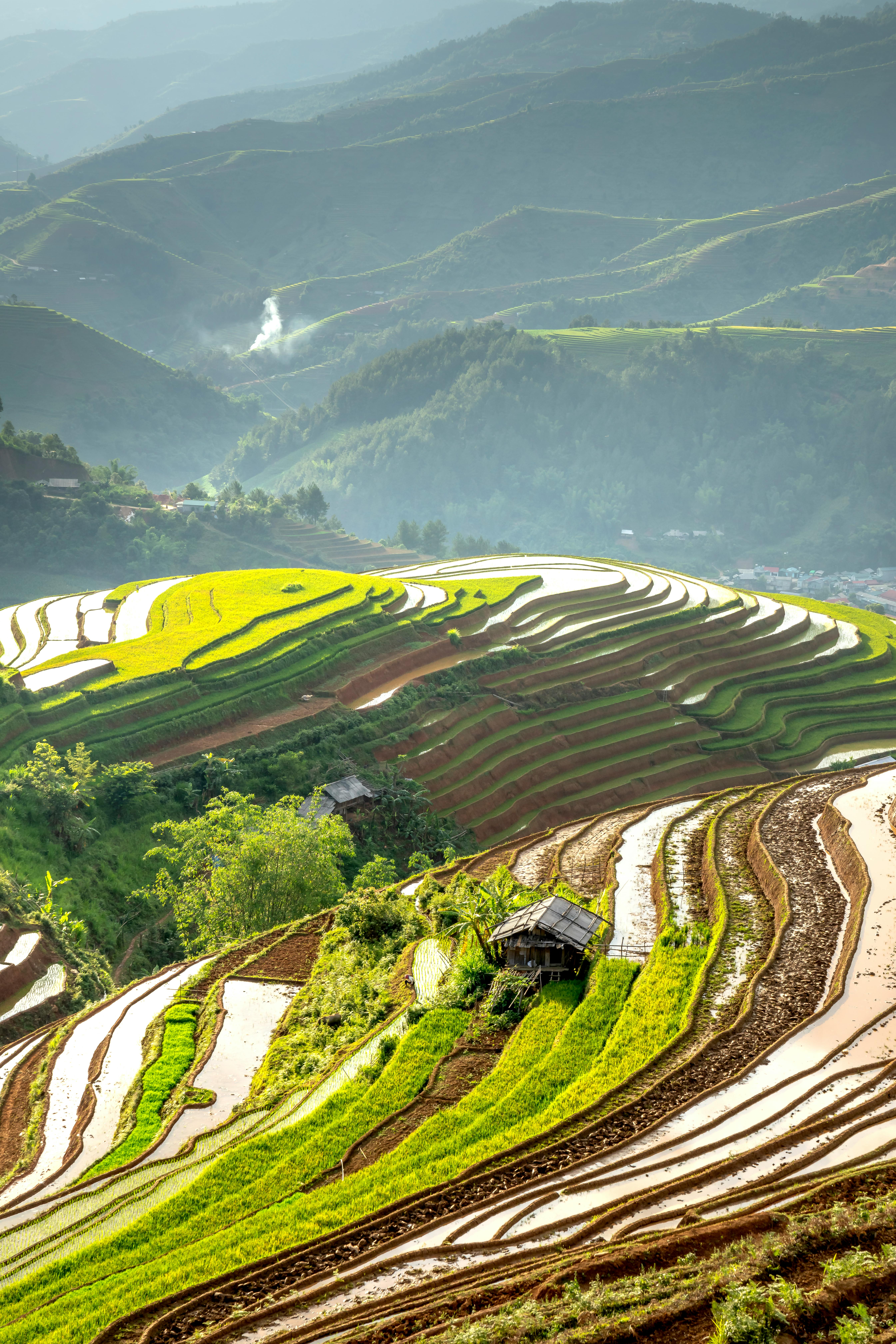 Level Rice Photos, Download The BEST Free Level Rice Stock Photos & HD ...