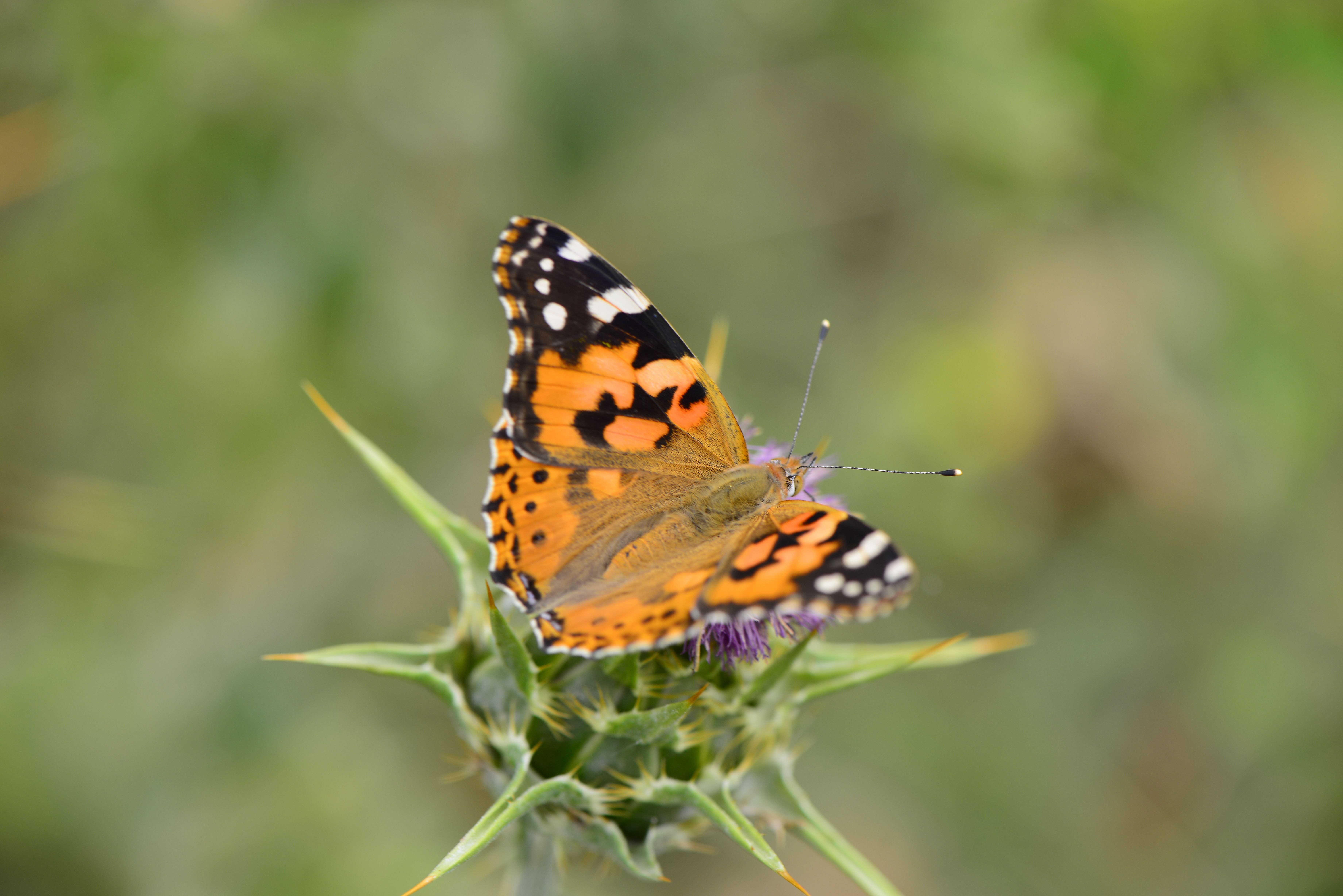 Close-Up of a Butterfly · Free Stock Photo