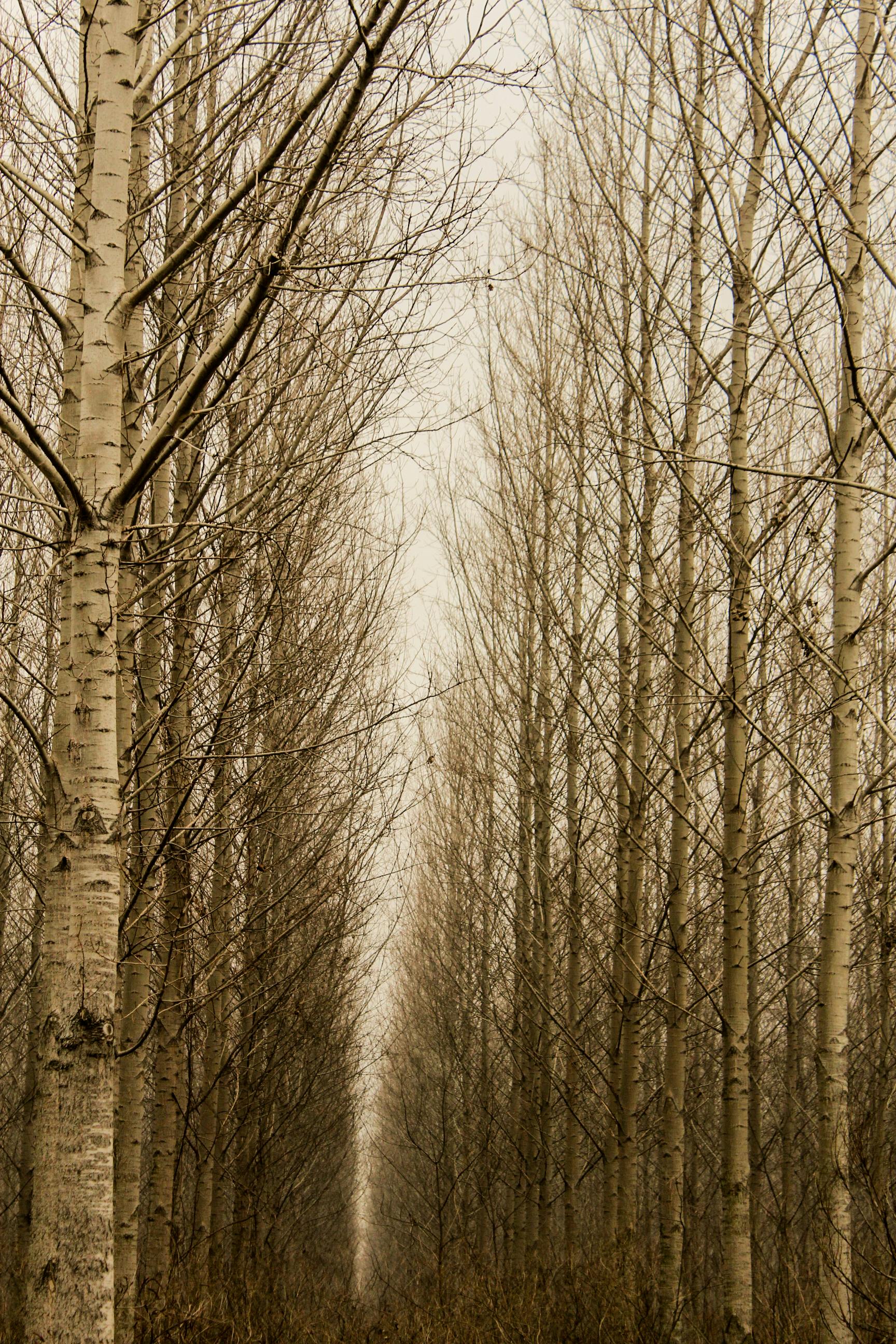A Forest With Bare Trees · Free Stock Photo