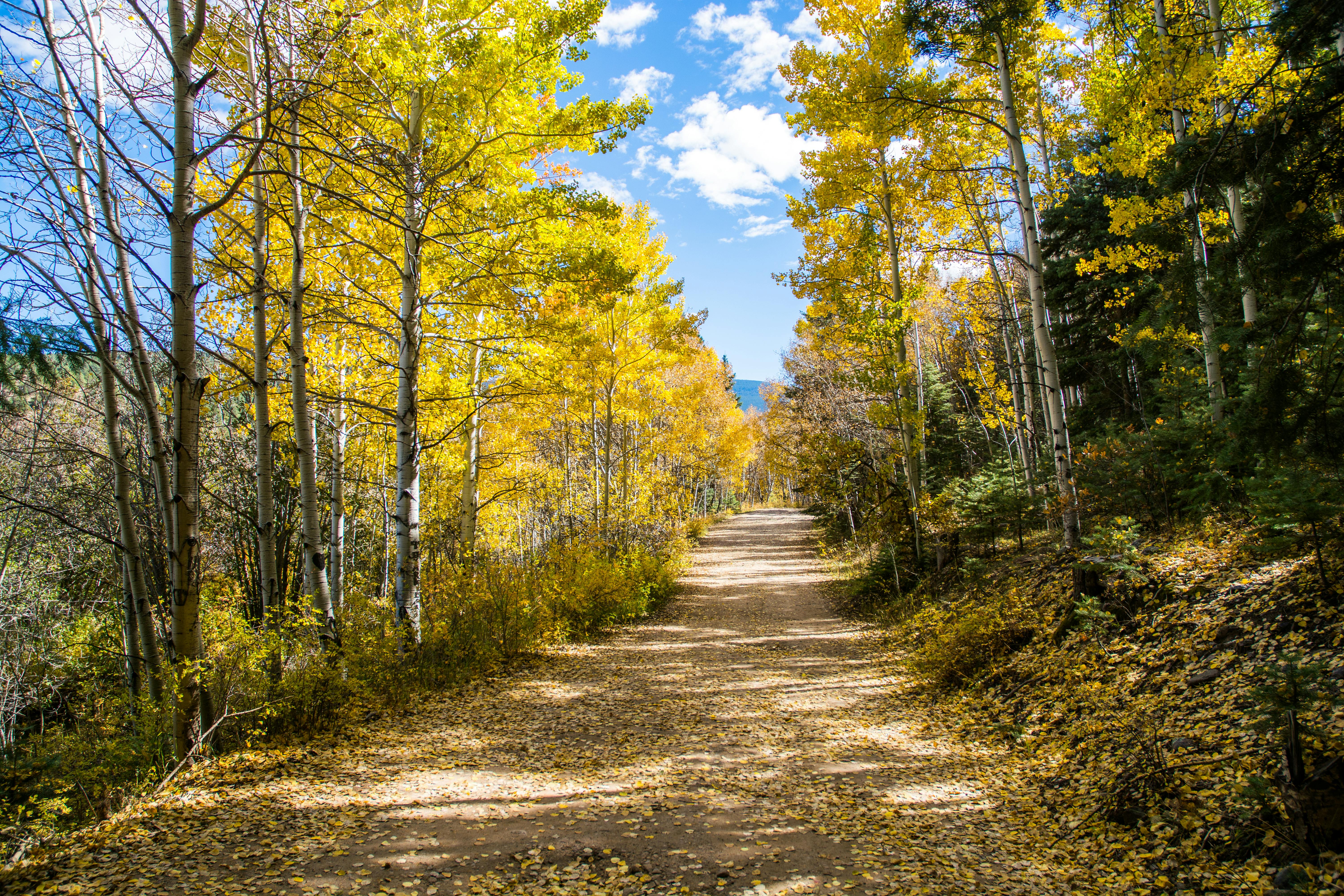Green Trees and Brown Path W · Free Stock Photo
