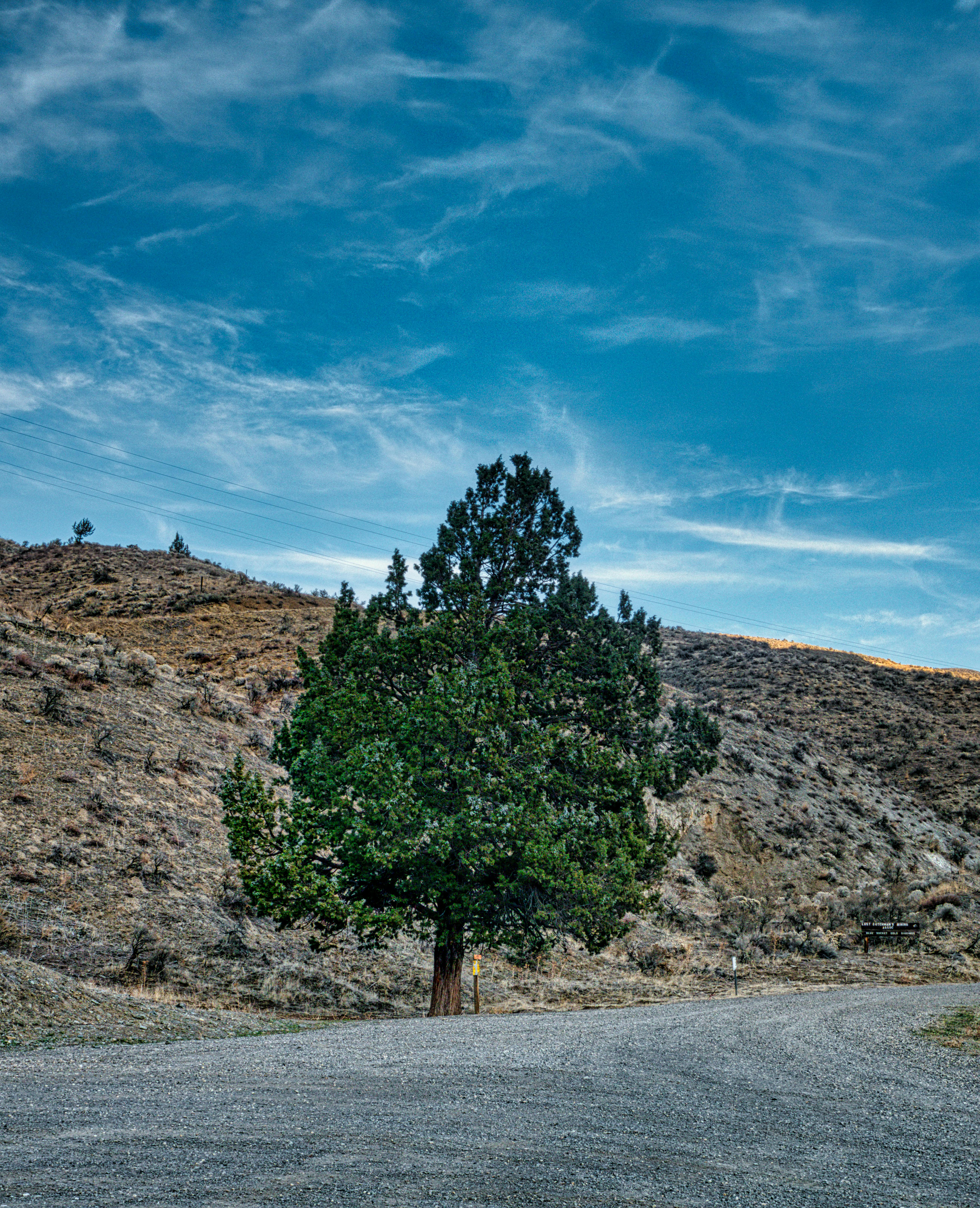 Lone Tree on Side of Road · Free Stock Photo