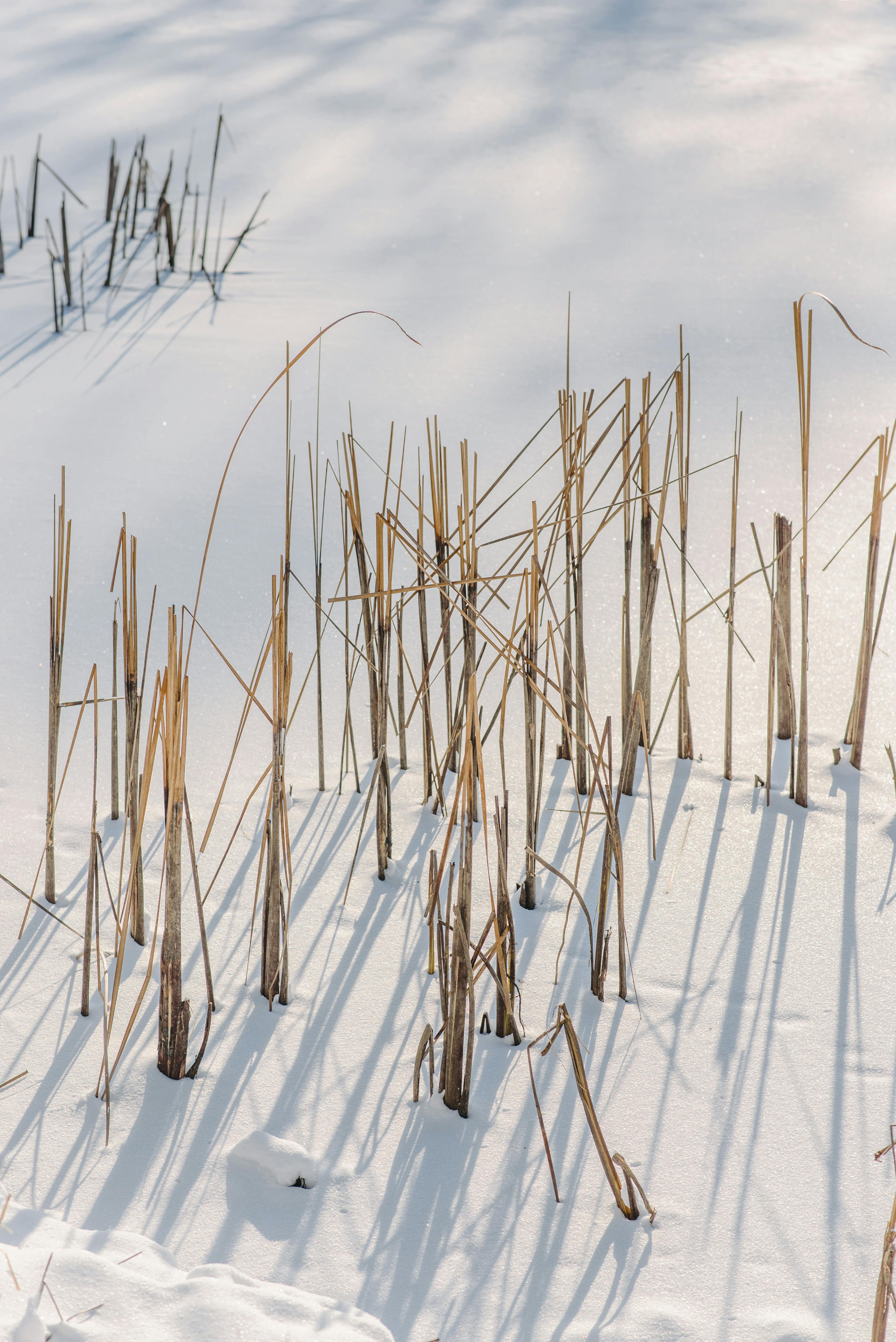 Dead Crops Photos, Download The BEST Free Dead Crops Stock Photos & HD ...