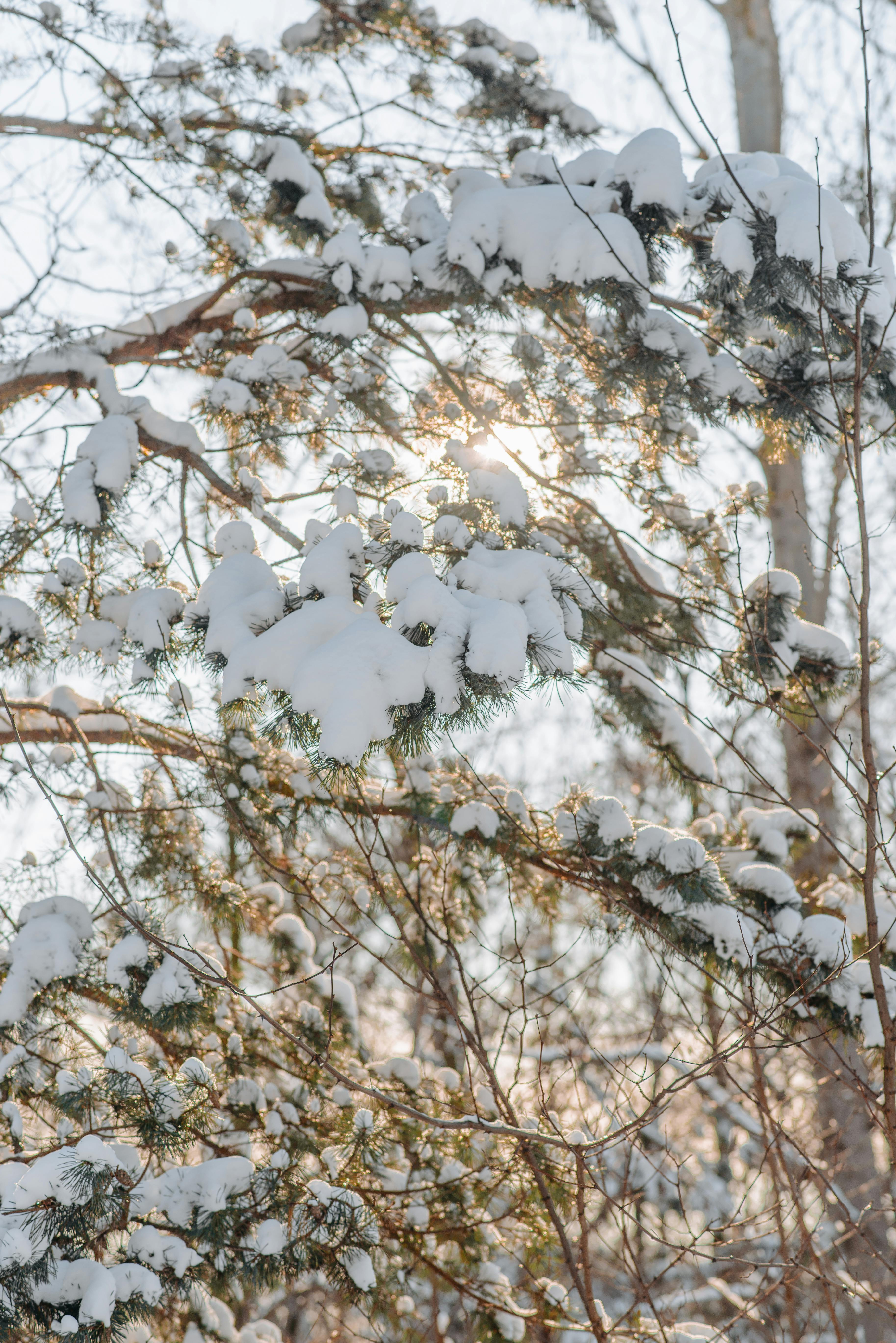 Close Up Photo of Snow Covered Pine Tree · Free Stock Photo