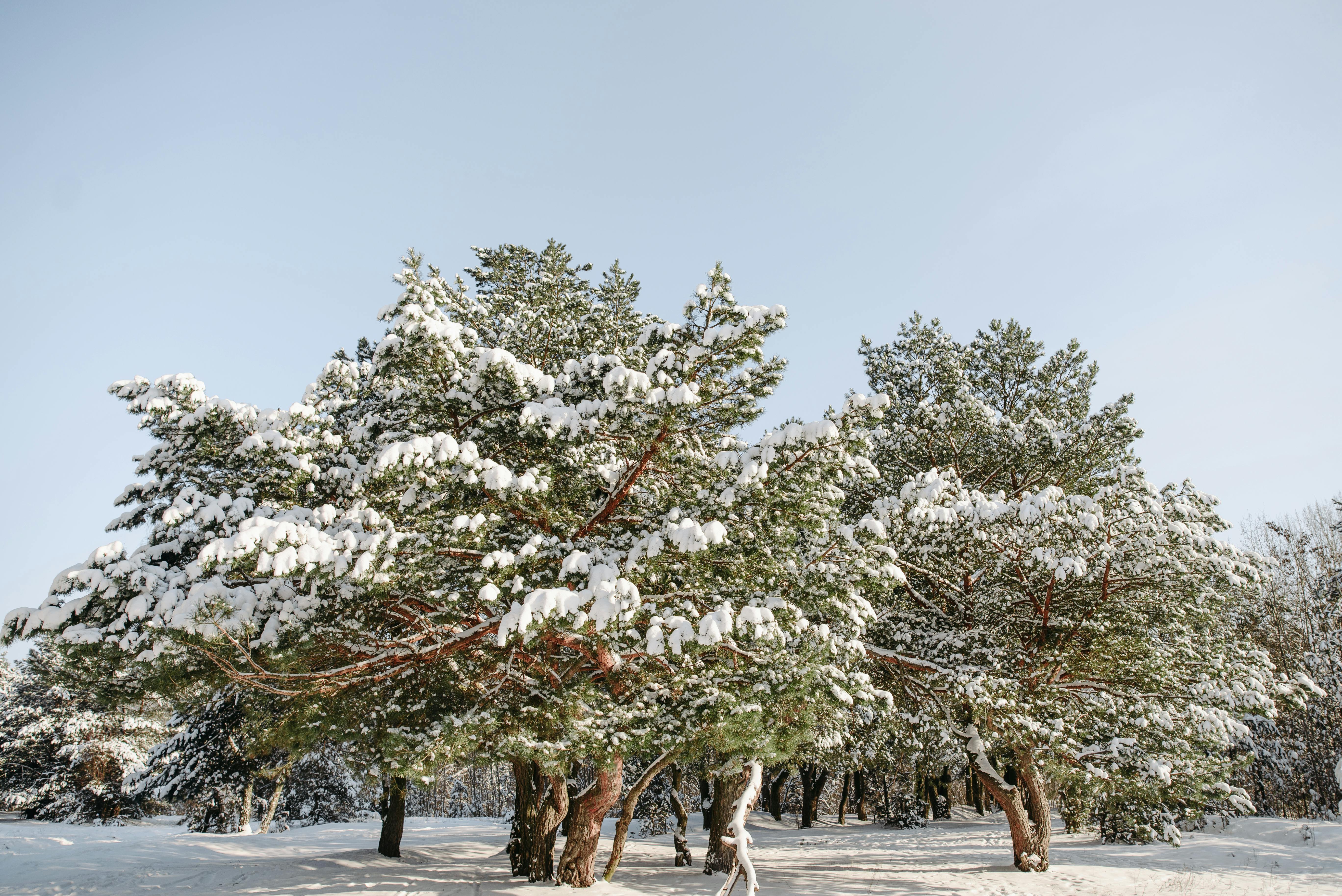 1.197.942+ Fotos y Imágenes de Naturaleza invernal Gratis · Banco de ...