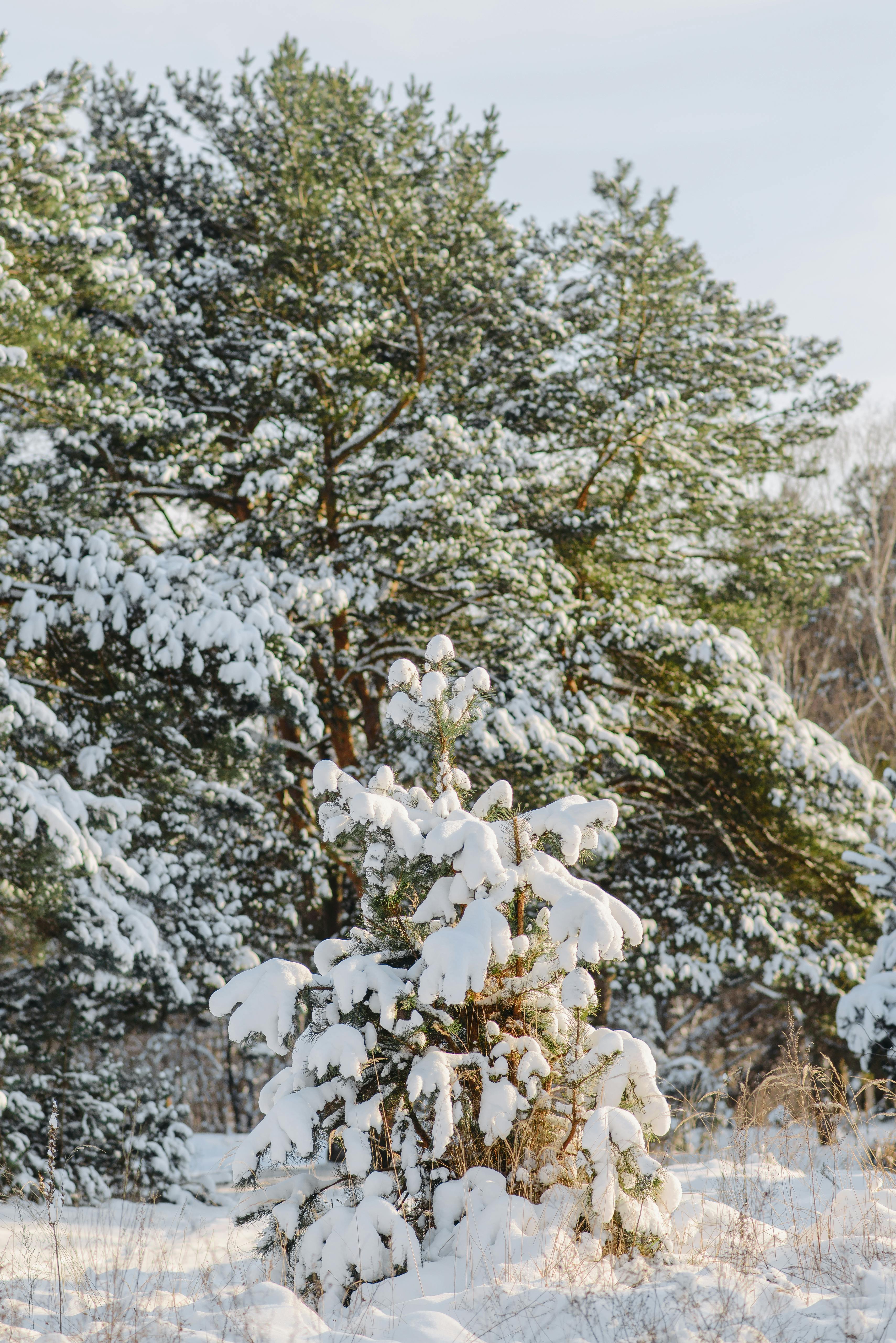 A Snow Covered Trees Photo · Free Stock Photo