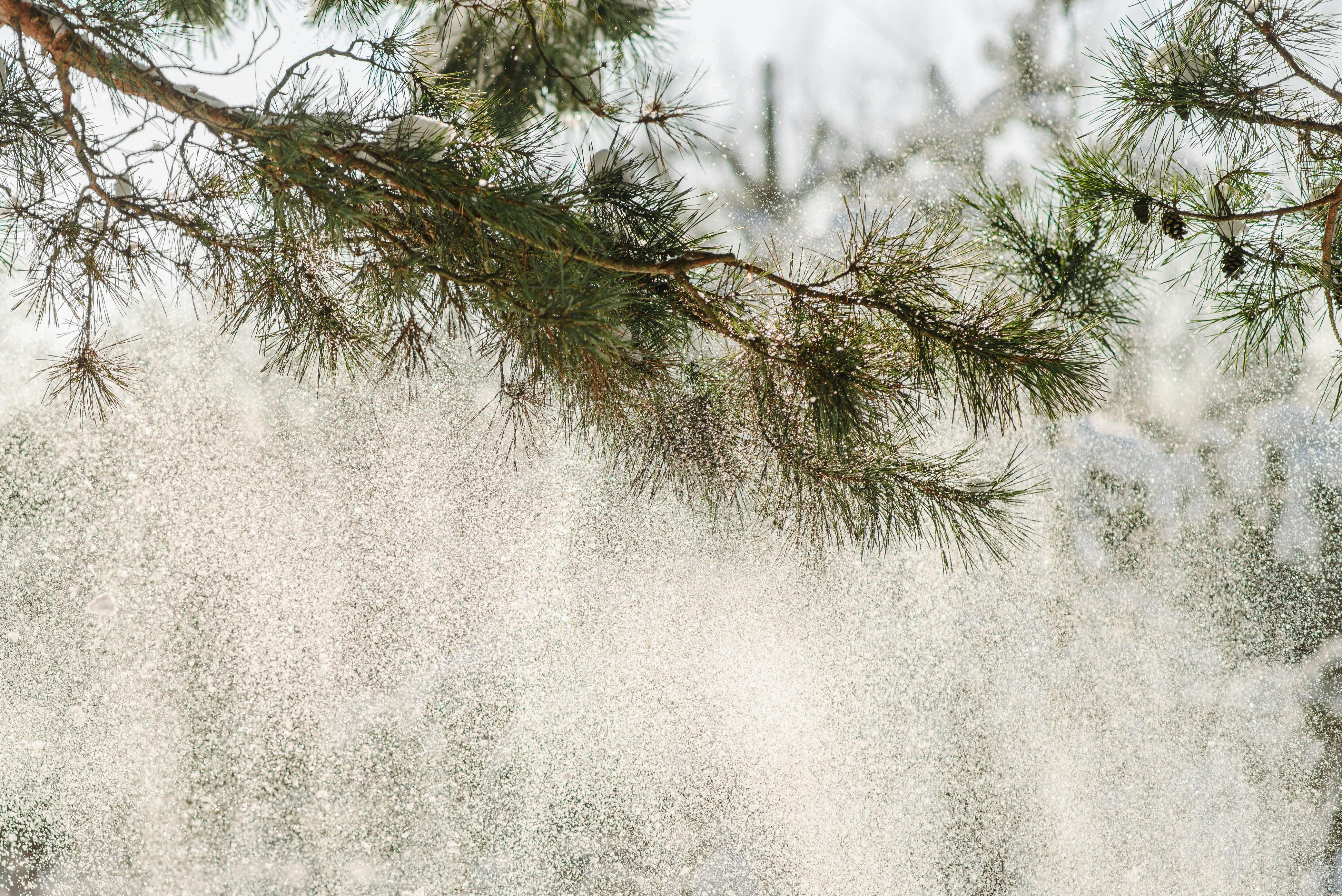 Snow Falling Photos, Download The BEST Free Snow Falling Stock Photos ...