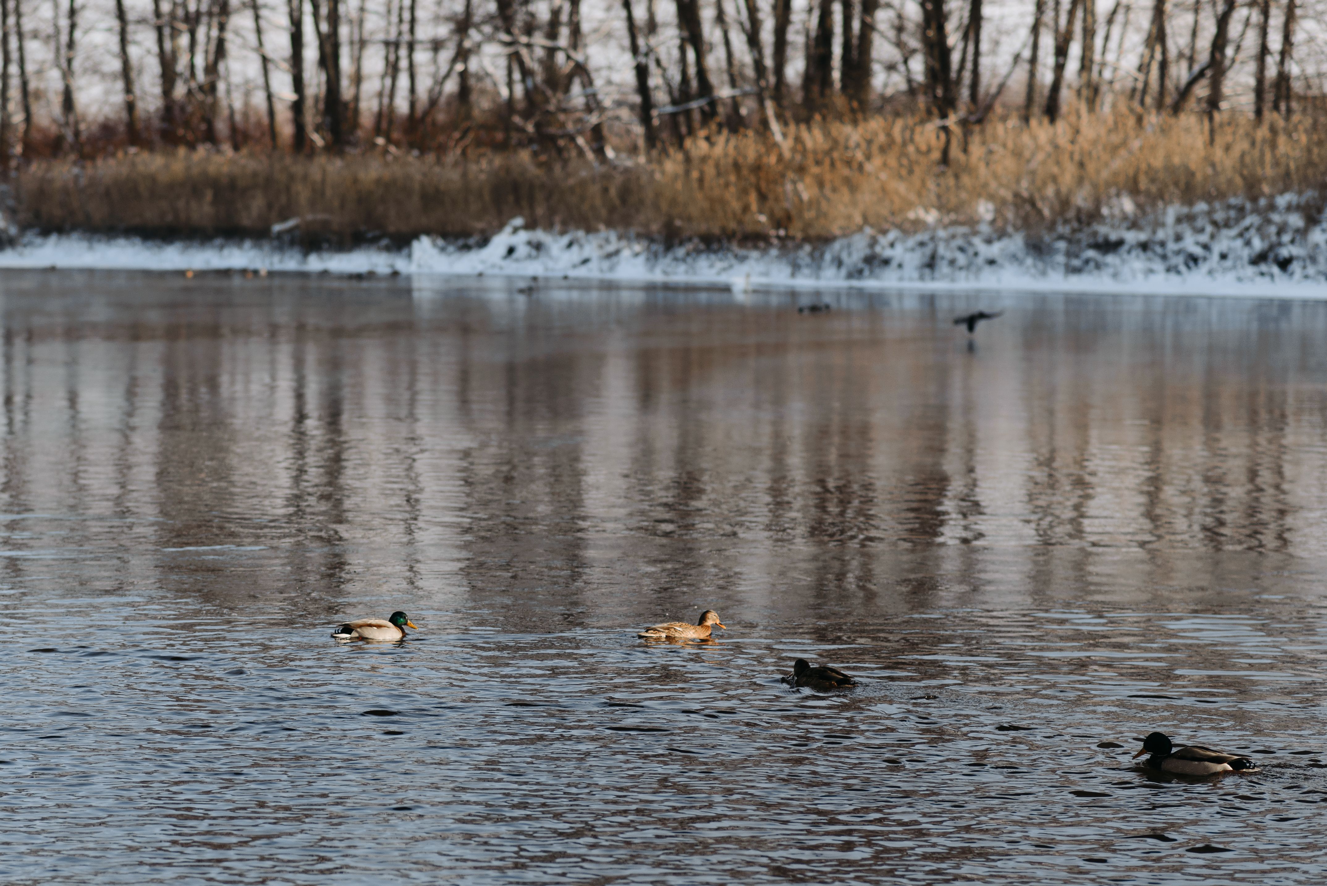Waterfowls Floating on the Lake · Free Stock Photo