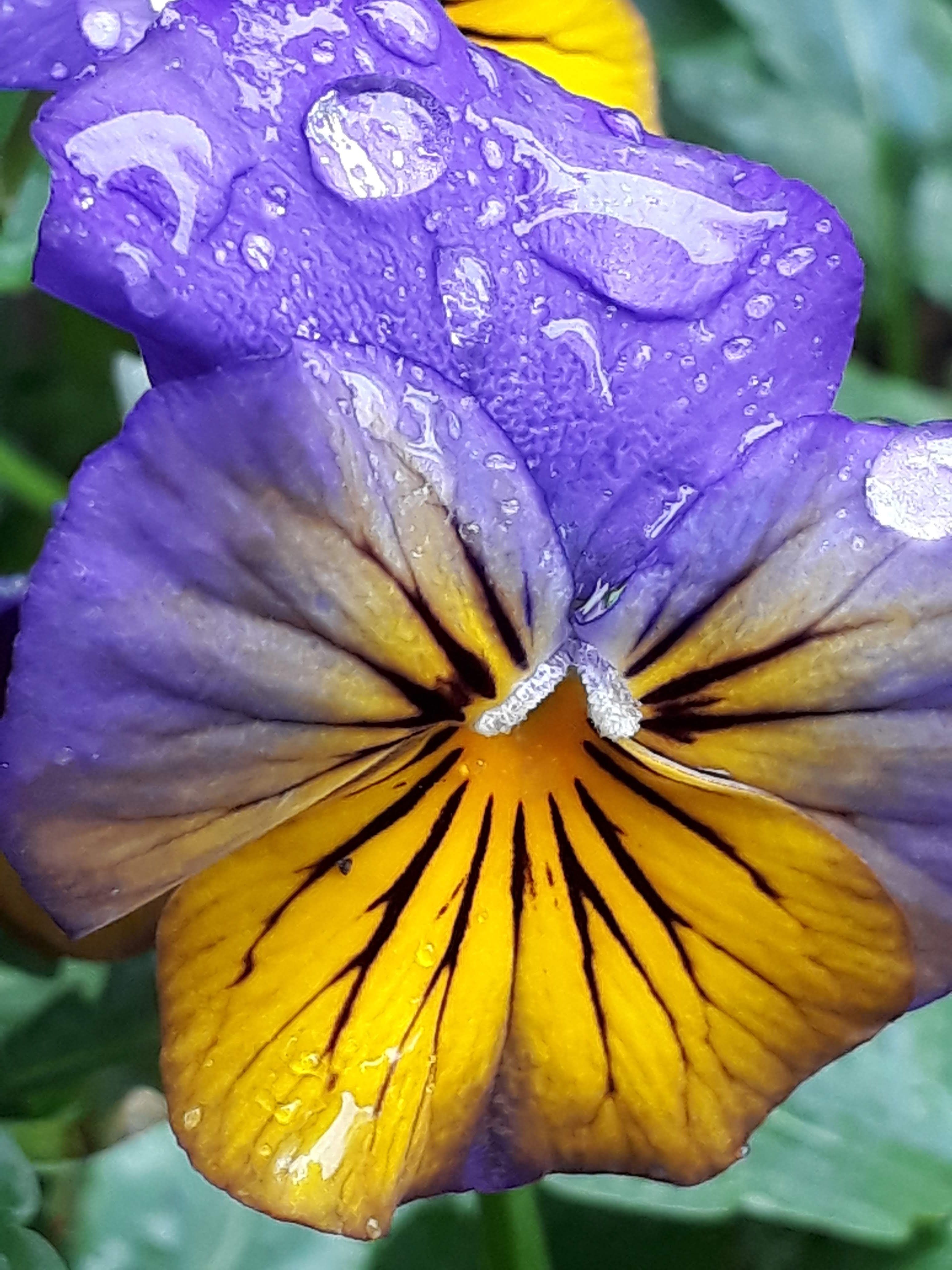 30+ Best Pansy Photos · 100% Free Download · Pexels Stock Photos