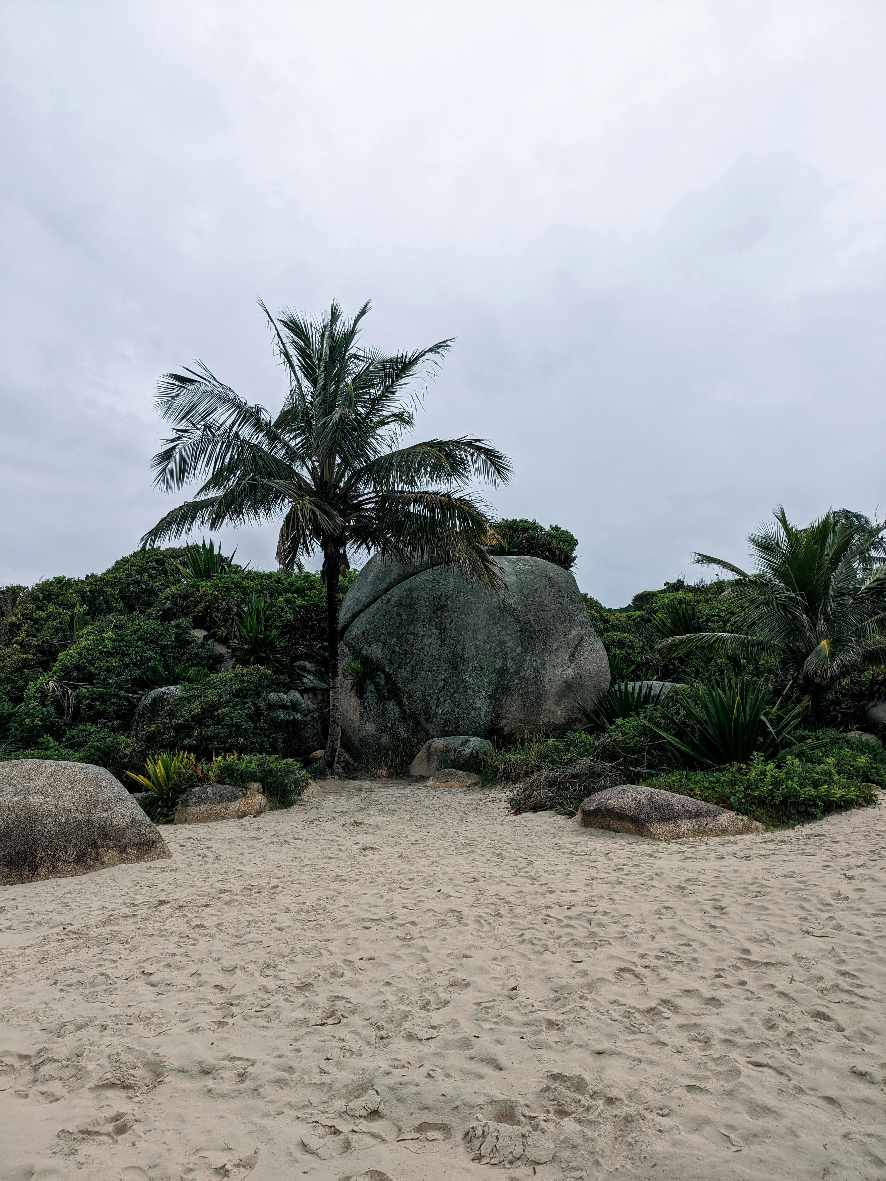 Photograph of a Rock and a Palm Tree on the Sand · Free Stock Photo