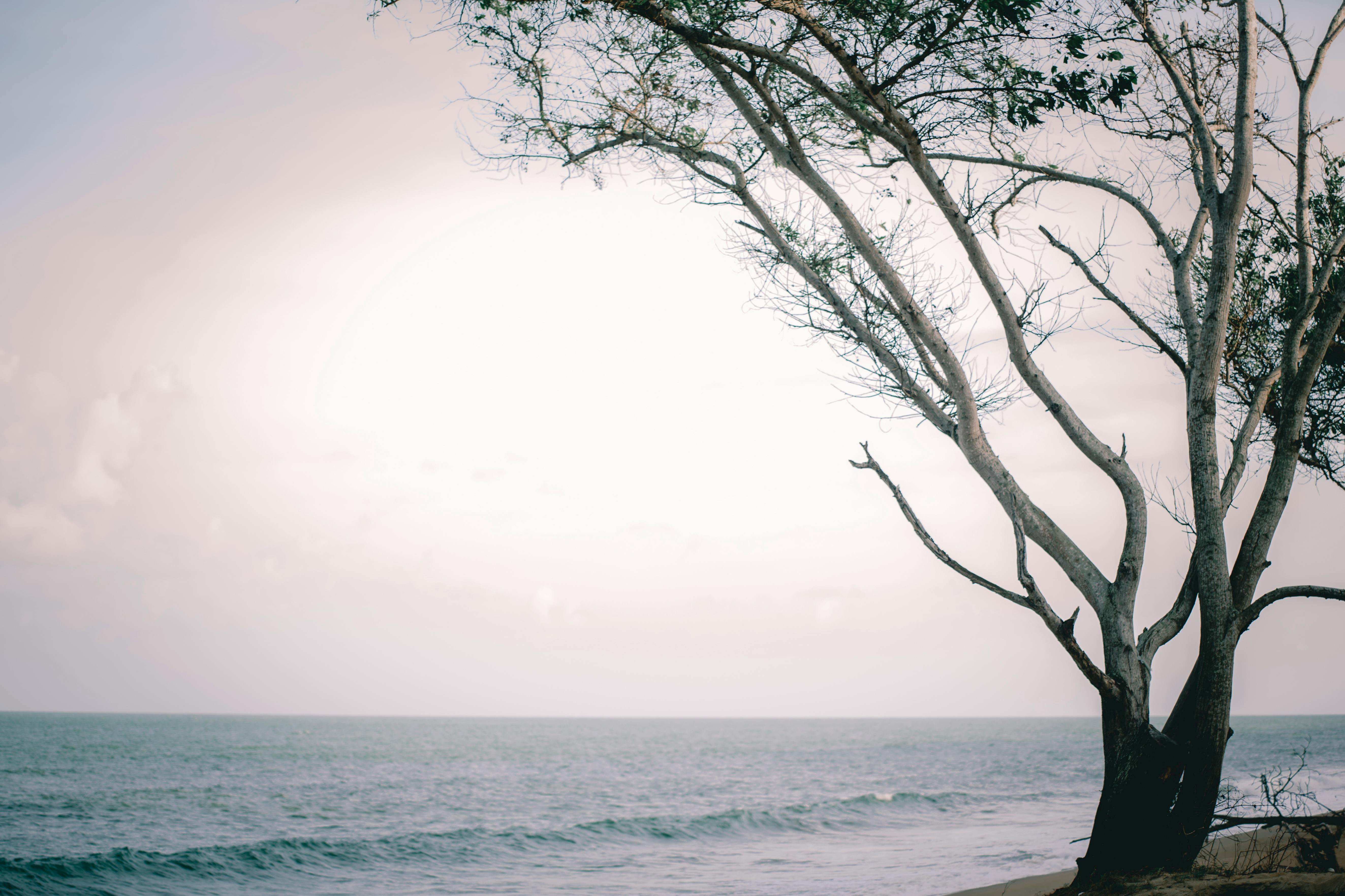 Green Tree Near Body of Water · Free Stock Photo