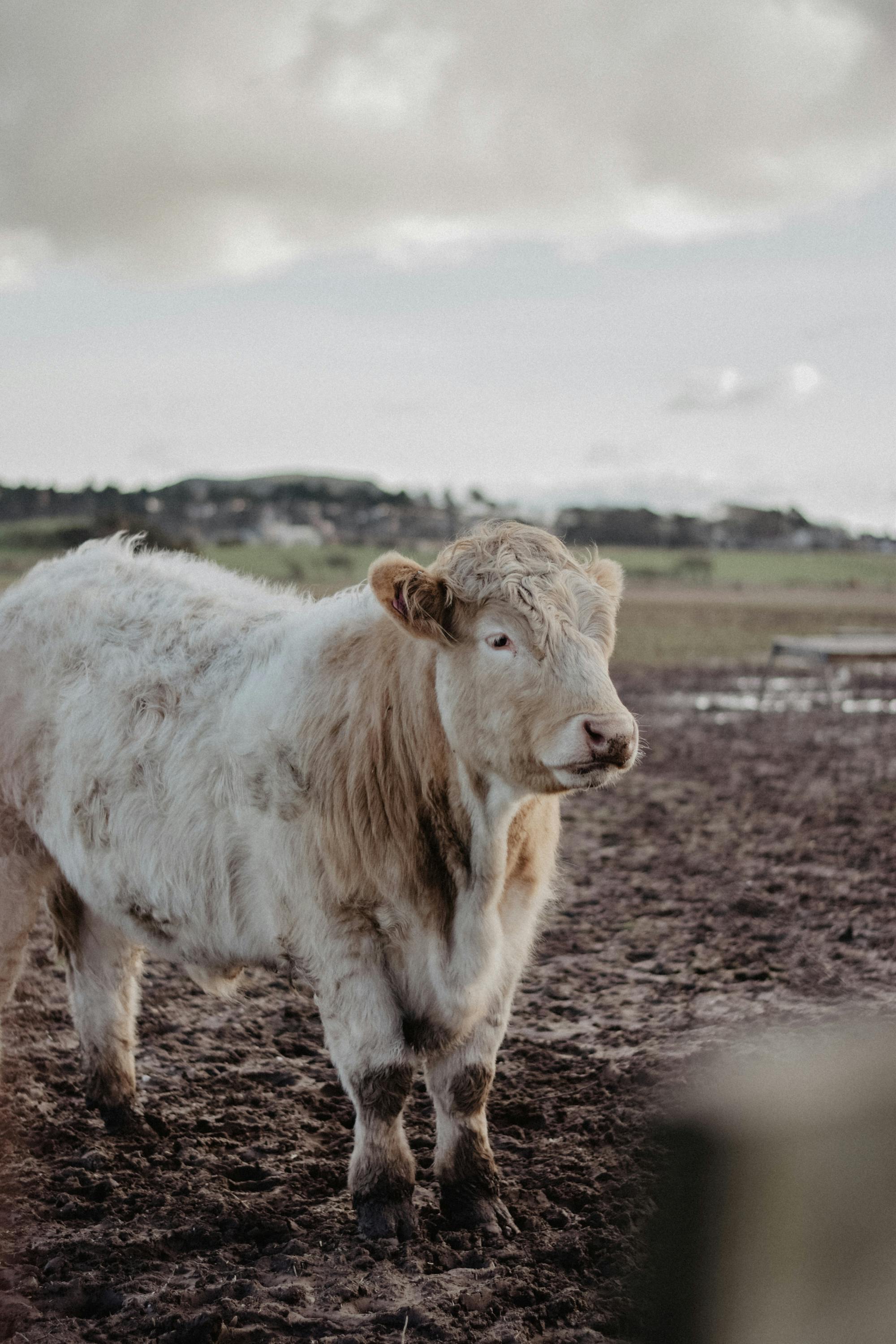 Close-Up Photo of a White Cow on a Muddy Field · Free Stock Photo