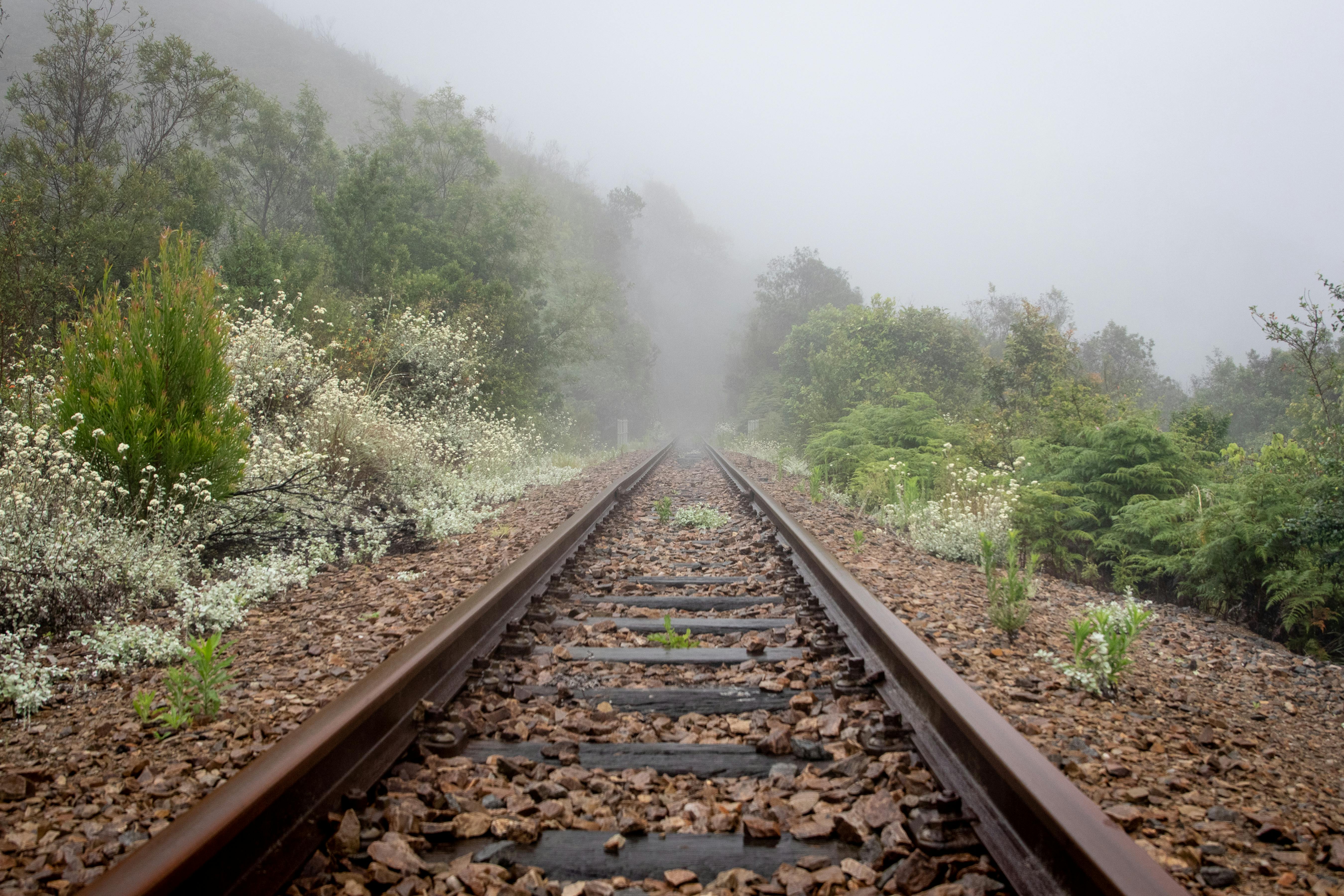 Brown Railroad Track Between Green Plants with Flowers · Free Stock Photo