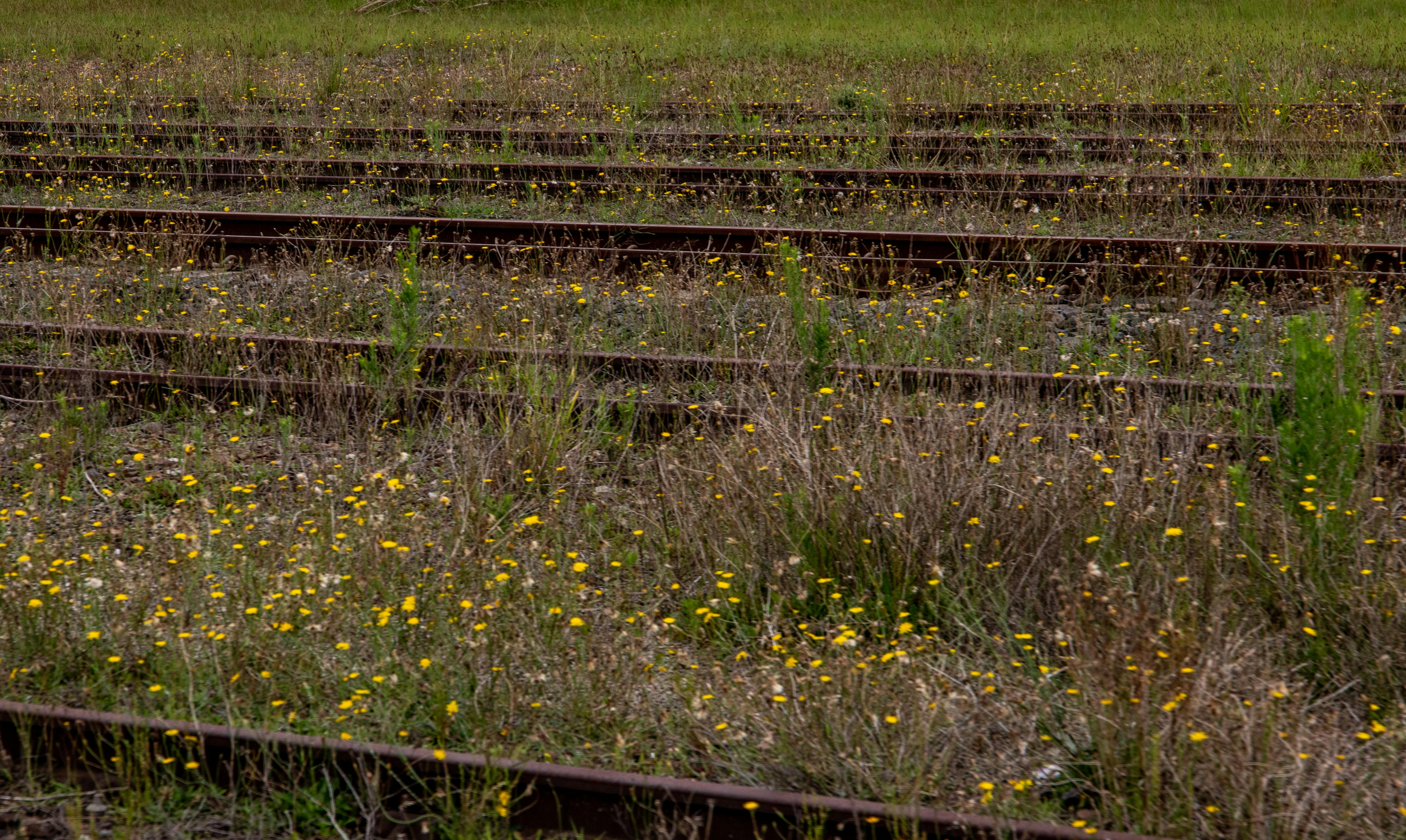 Country Railroad Tracks Photos, Download The BEST Free Country Railroad ...