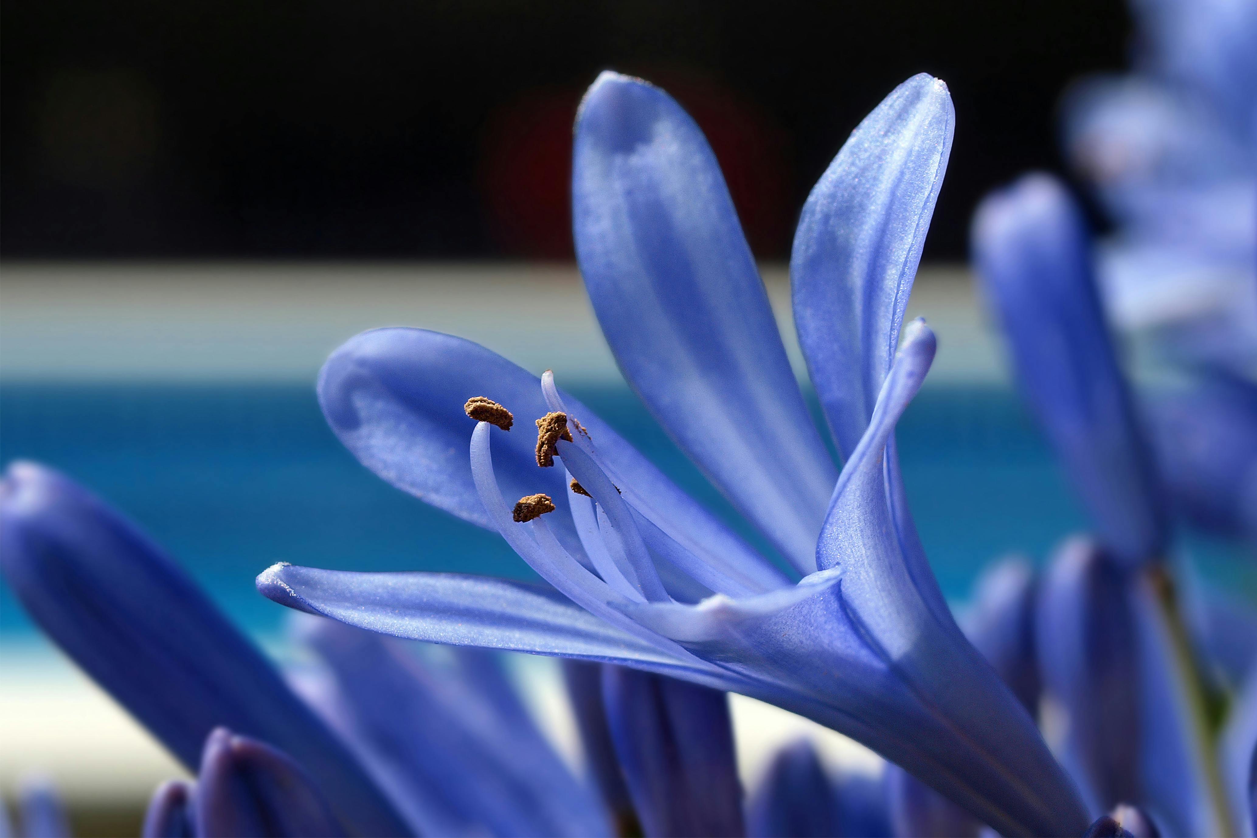 Close-Up Photo Of Blue Flower · Free Stock Photo