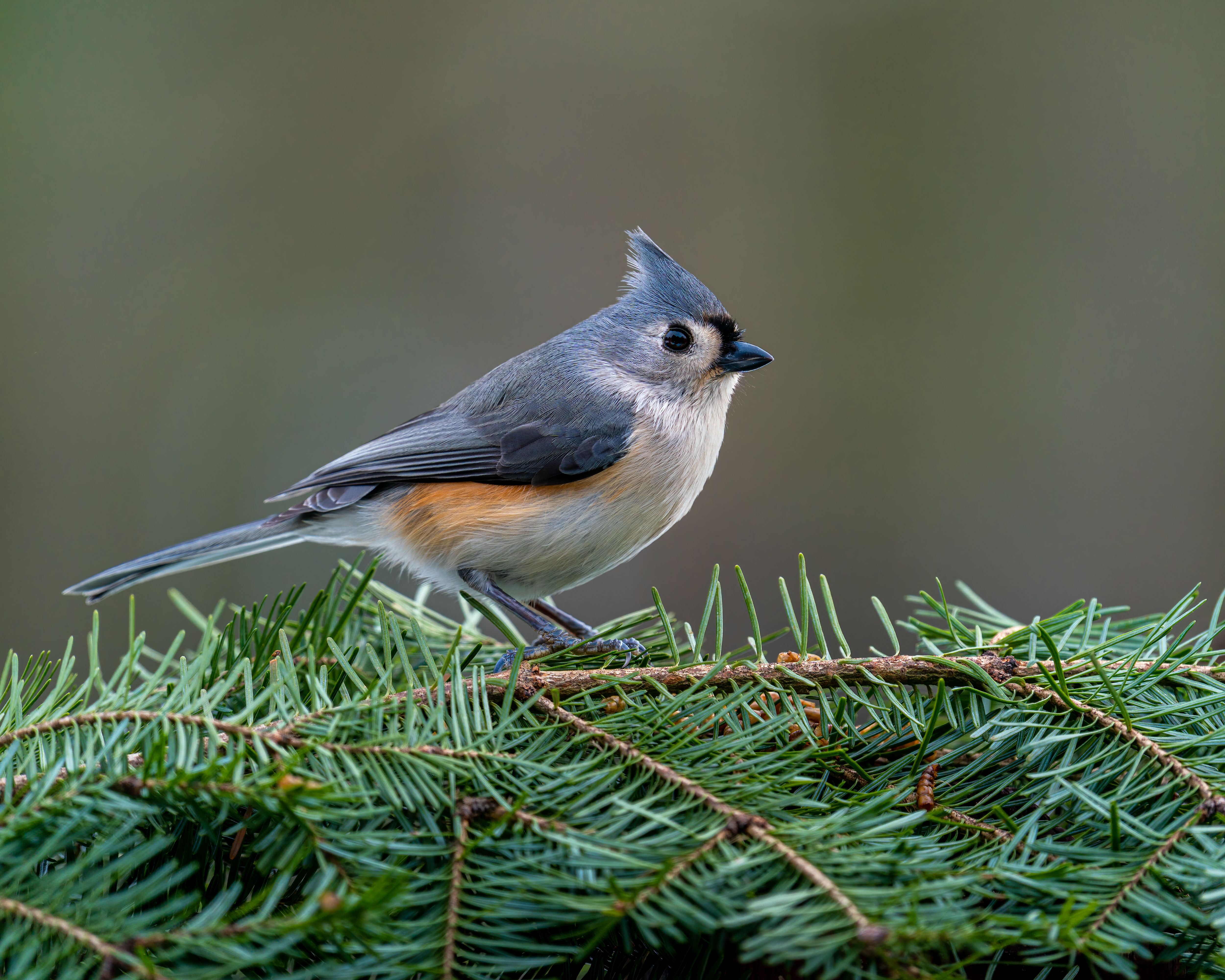 Tufted Titmouse Photos, Download The BEST Free Tufted Titmouse Stock ...