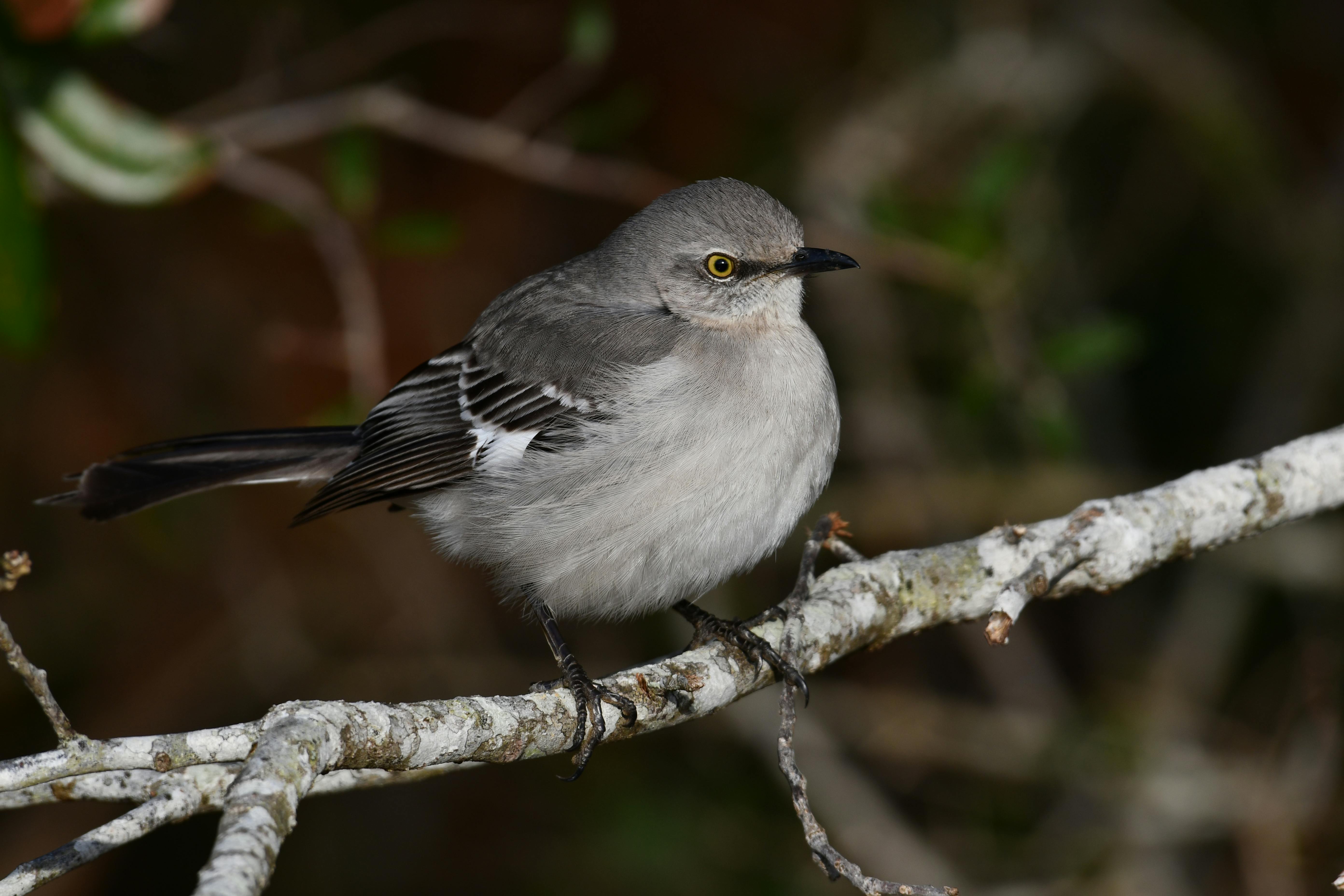 Mocking Bird Photos, Download The BEST Free Mocking Bird Stock Photos ...