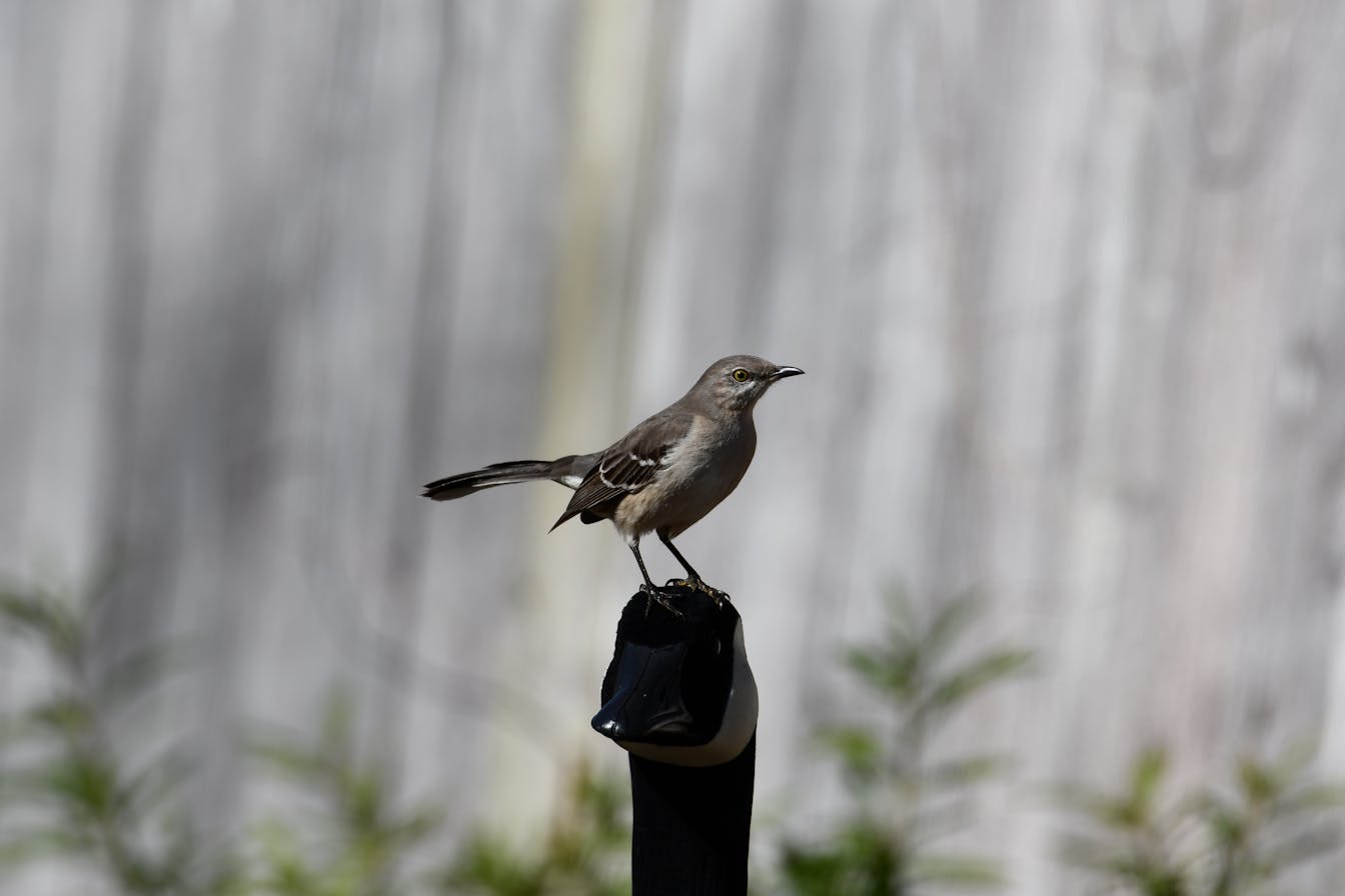 Northern Mockingbird Diet: What They Eat & Why It Matters