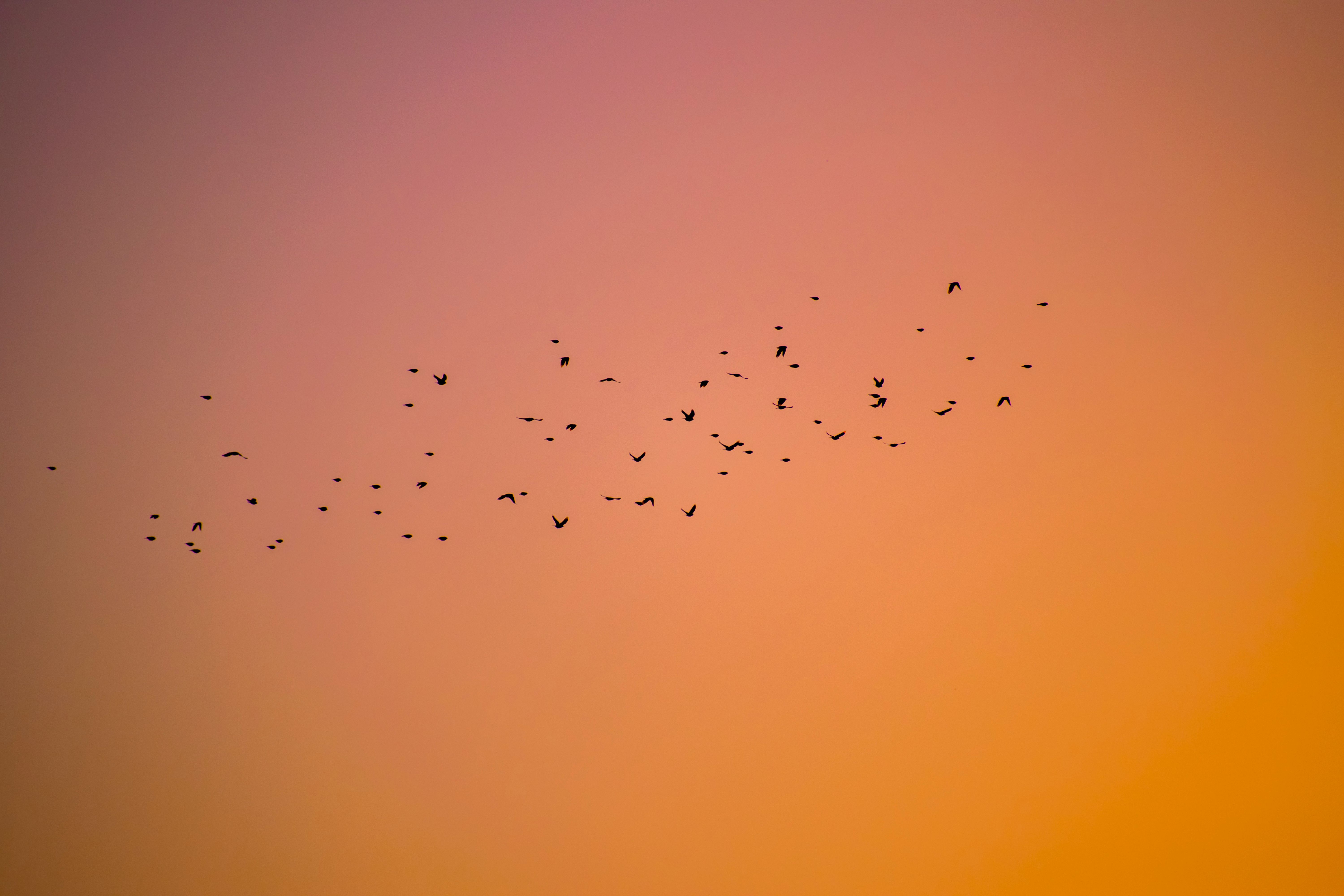 Birds Flying in the Orange Sky · Free Stock Photo