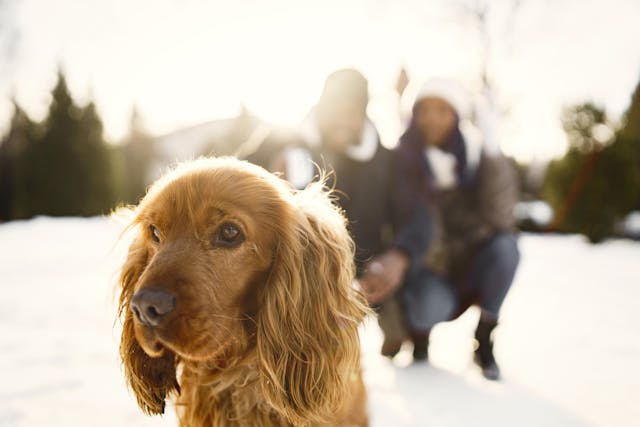 Are Cocker Spaniels Hunting Dogs: A Guide to Their Skills
