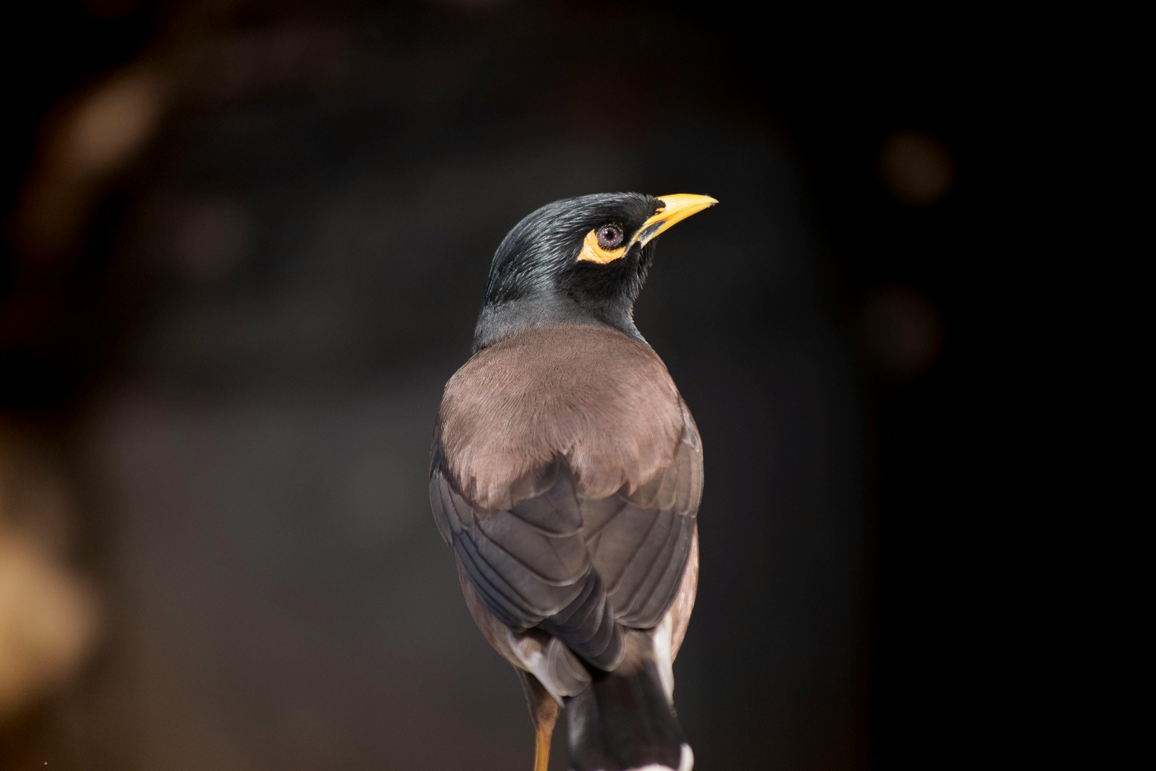 Common Myna Photos, Download The BEST Free Common Myna Stock Photos ...