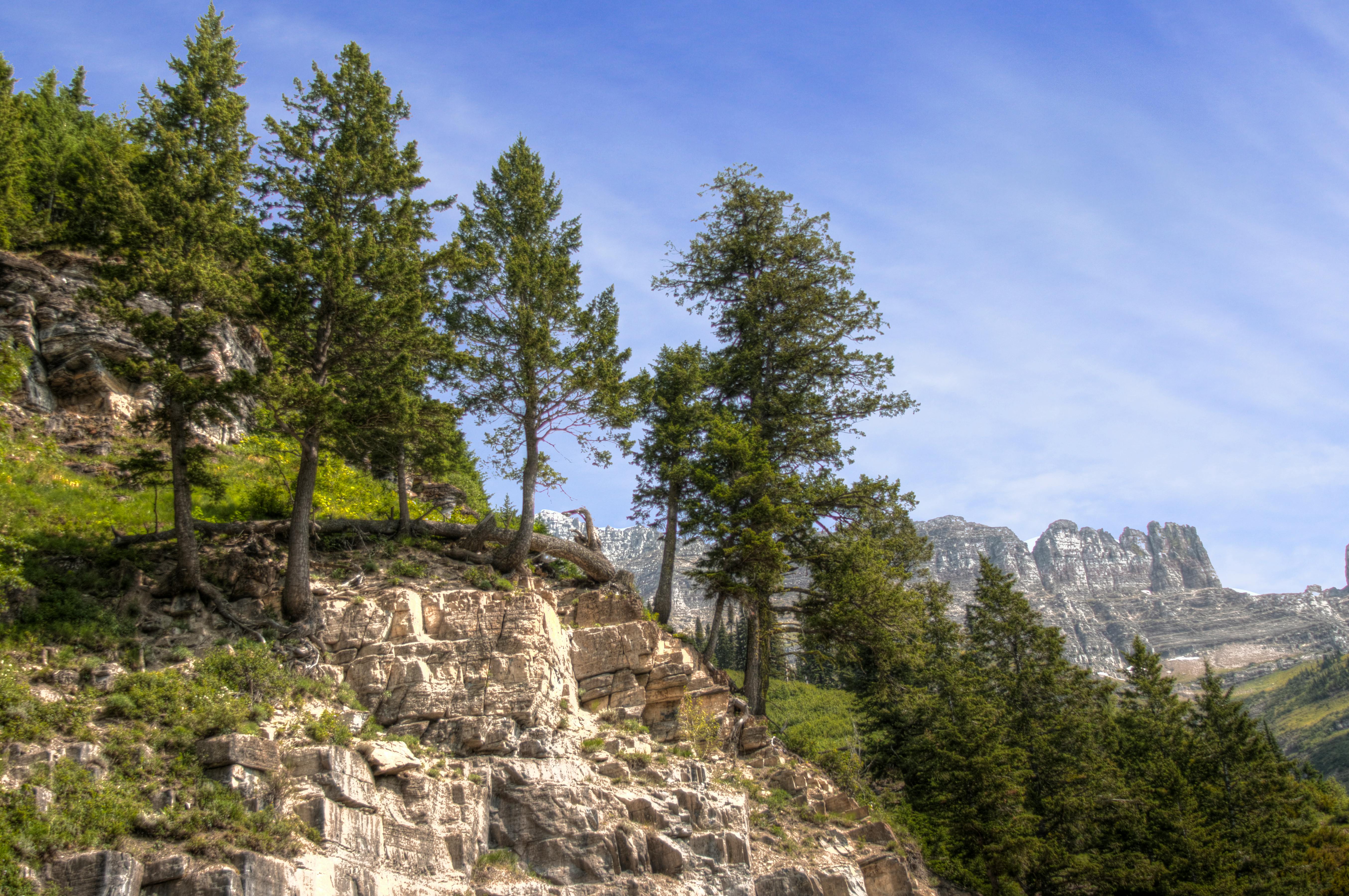Alpine Trees on Rocky Mountain Under the Blue Sky · Free Stock Photo