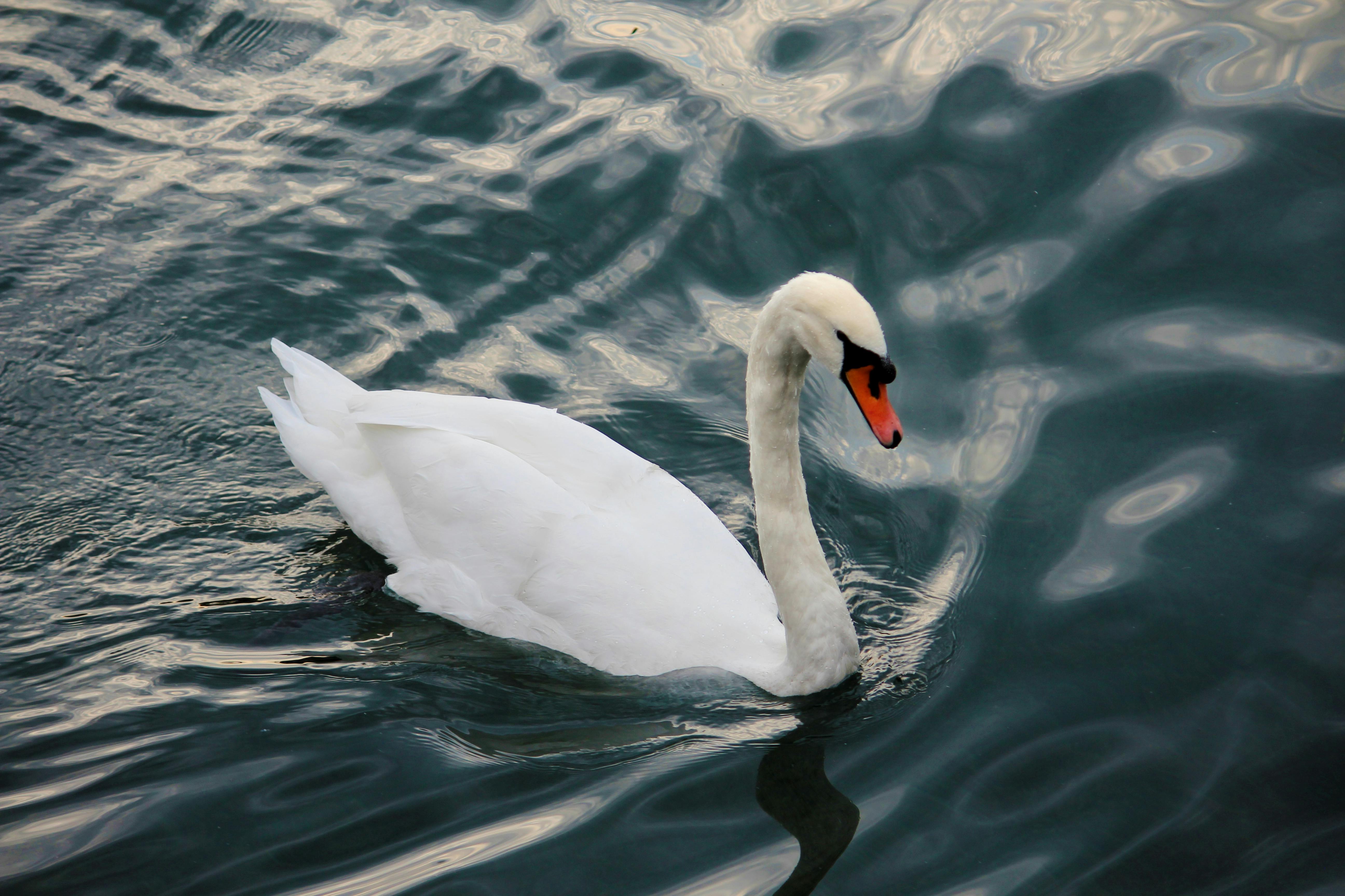 Reflection of Swan on Body of Water · Free Stock Photo
