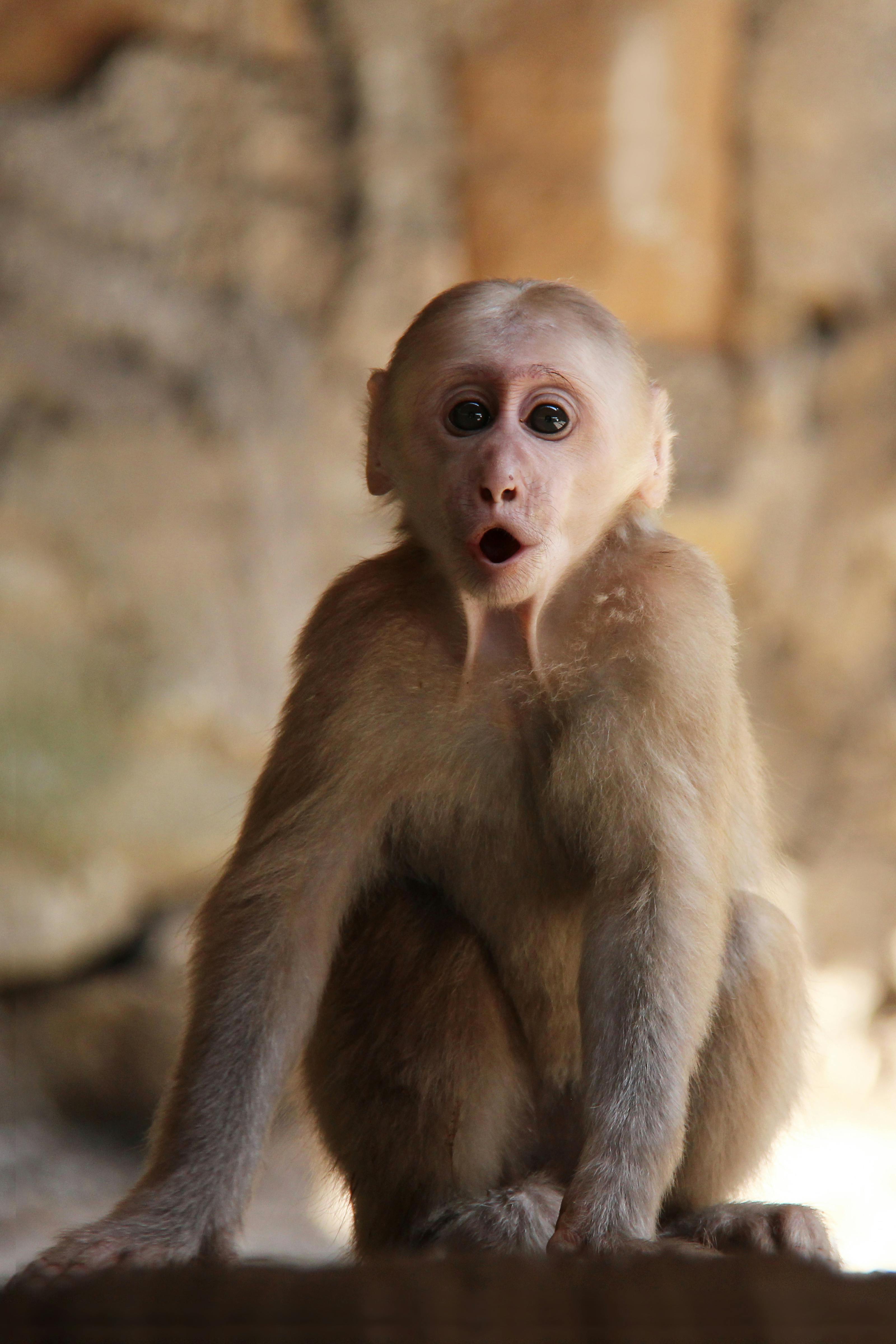 Close-Up Shot of a Macaque Sitting · Free Stock Photo