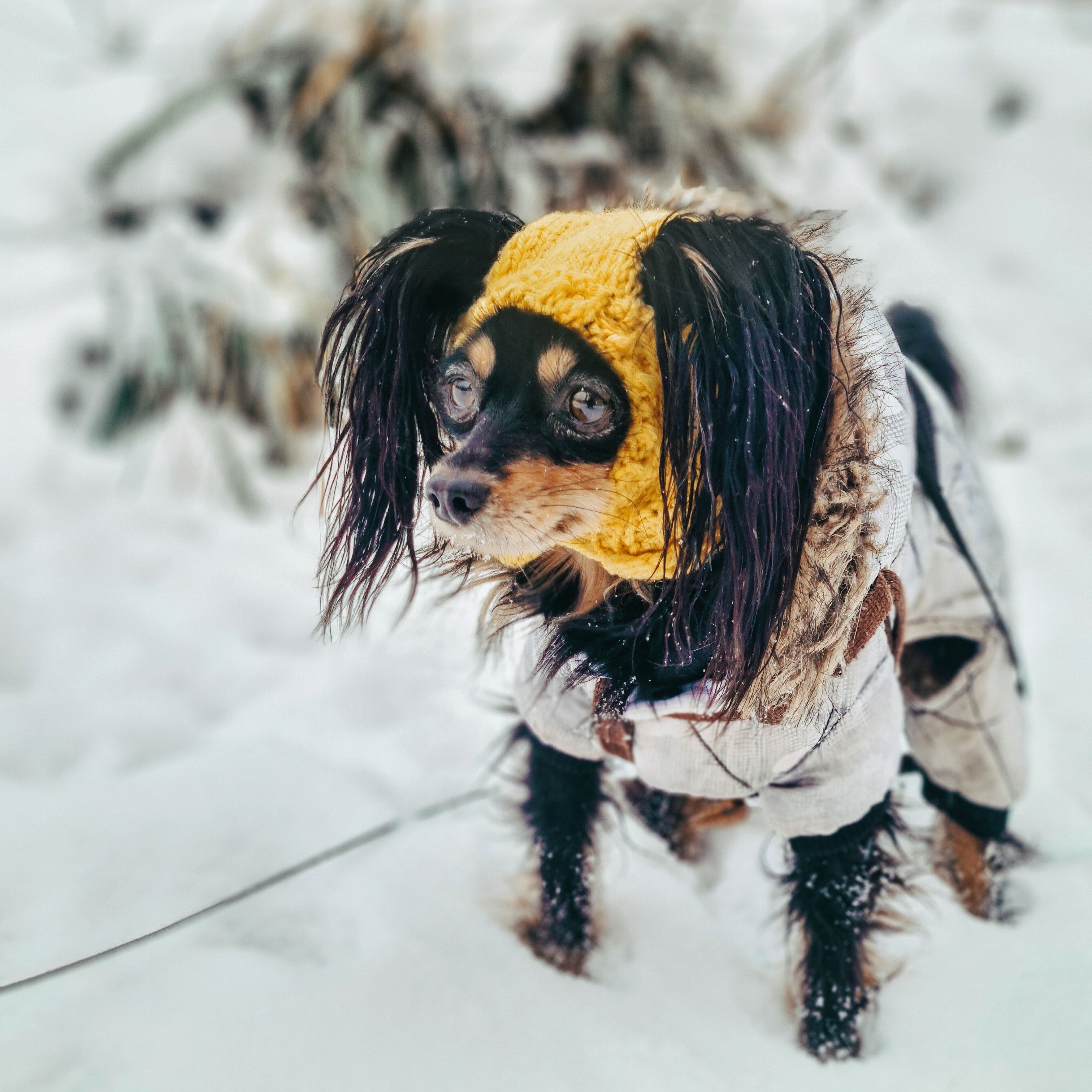 A Close-Up Shot of a Dog during Winter · Free Stock Photo