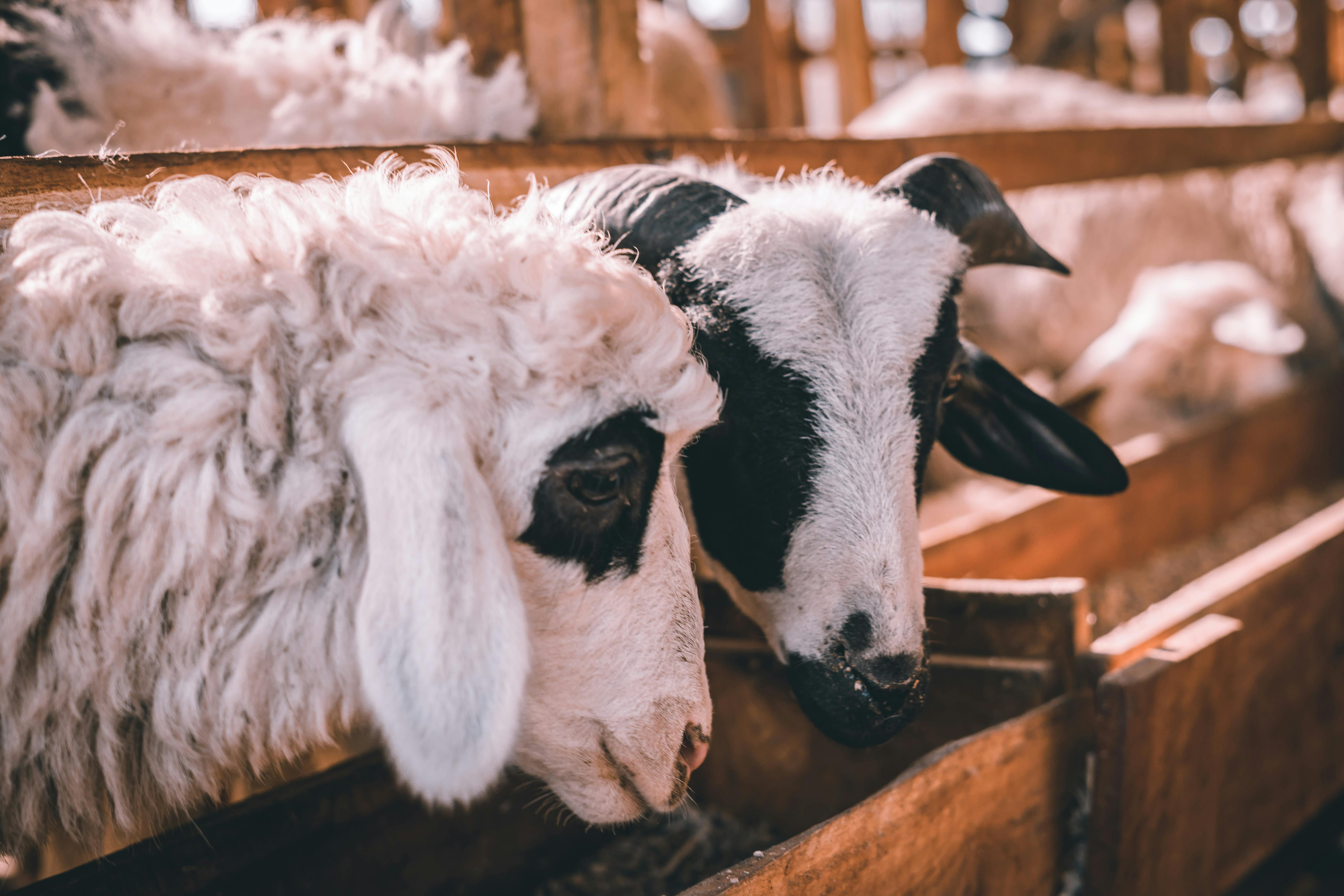 A Close-Up Shot of Goats Eating in a Farm · Free Stock Photo