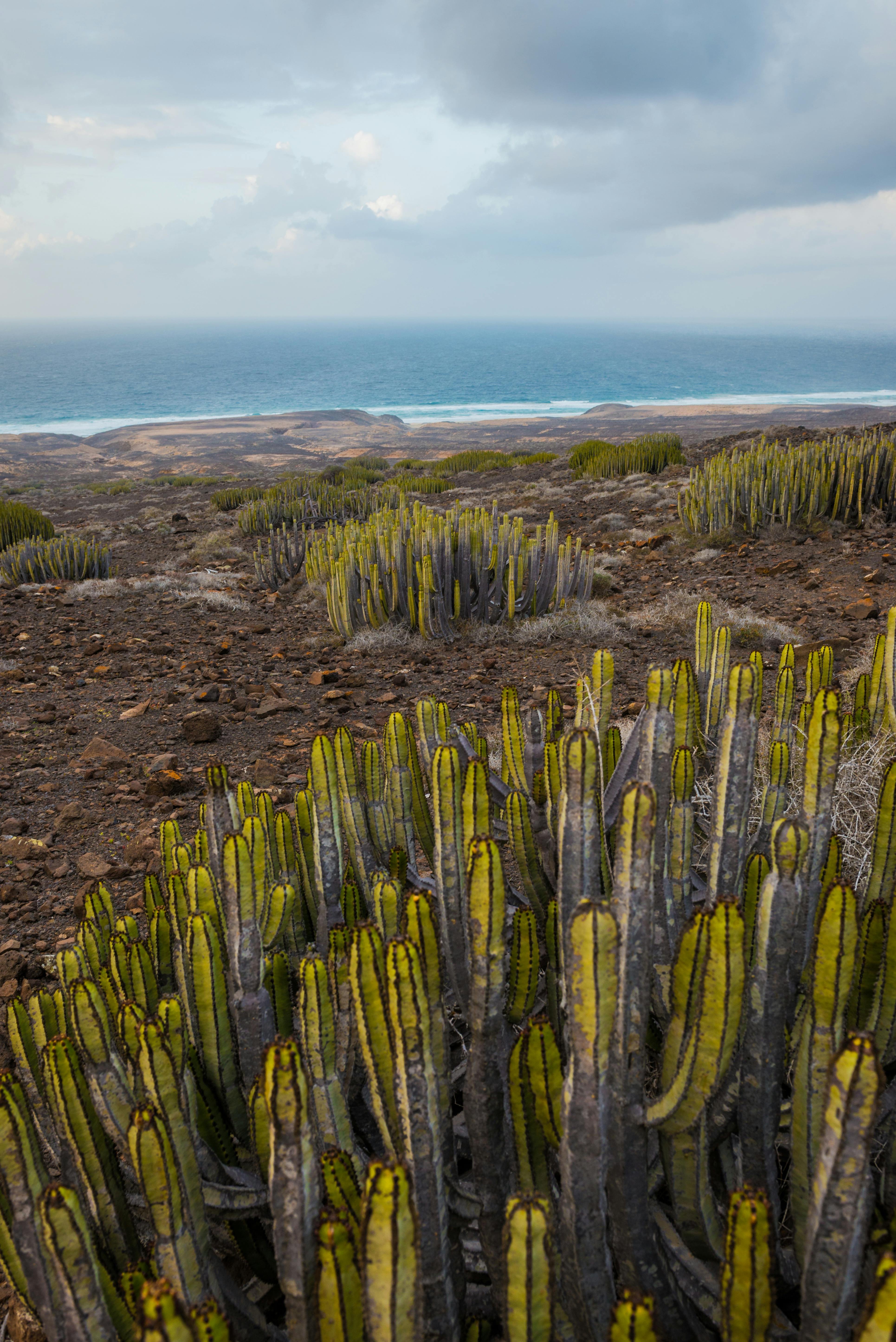 A Bunch of Cacti on an Ocean Shore · Free Stock Photo
