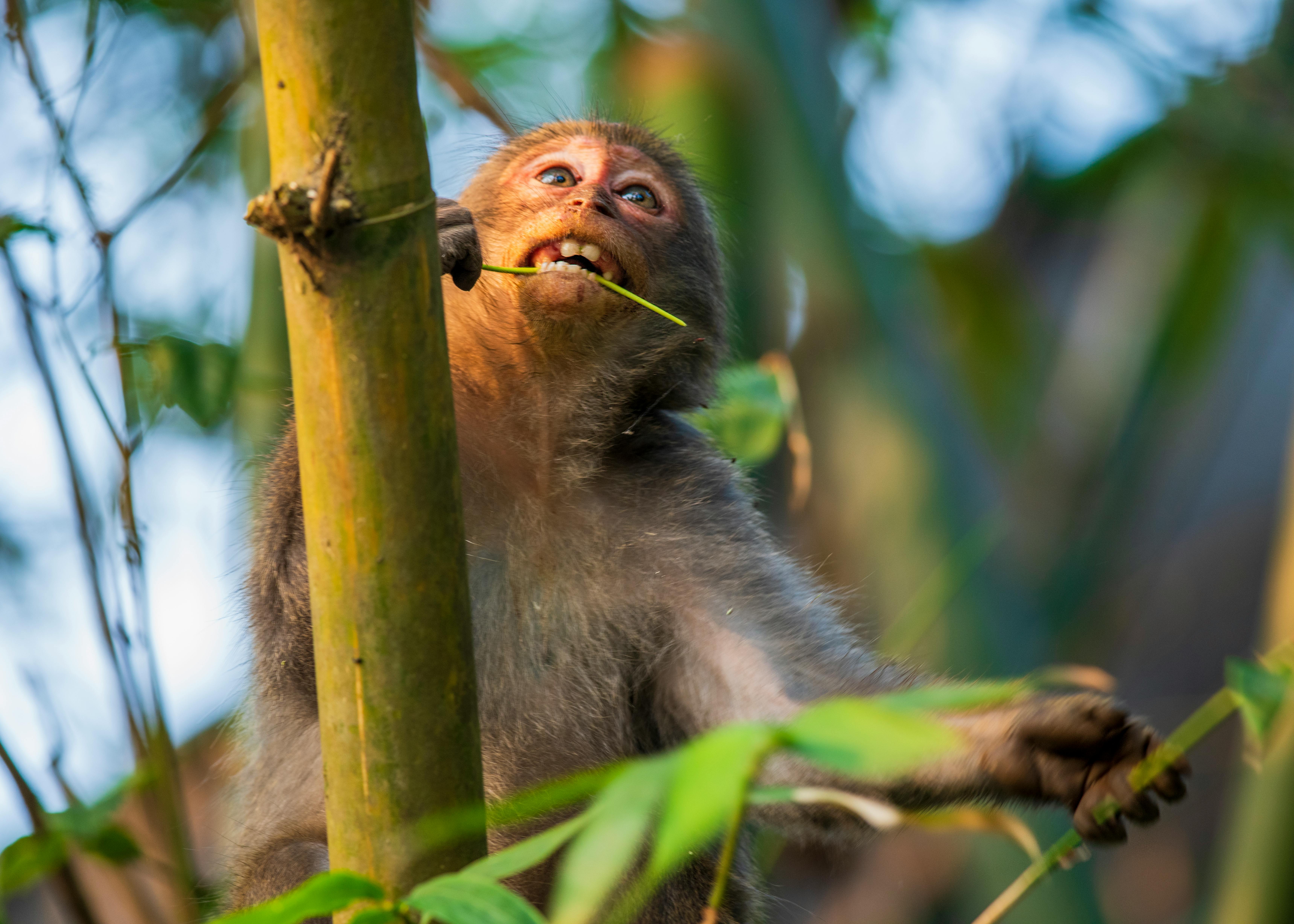 Animal Hand · Free Stock Photo