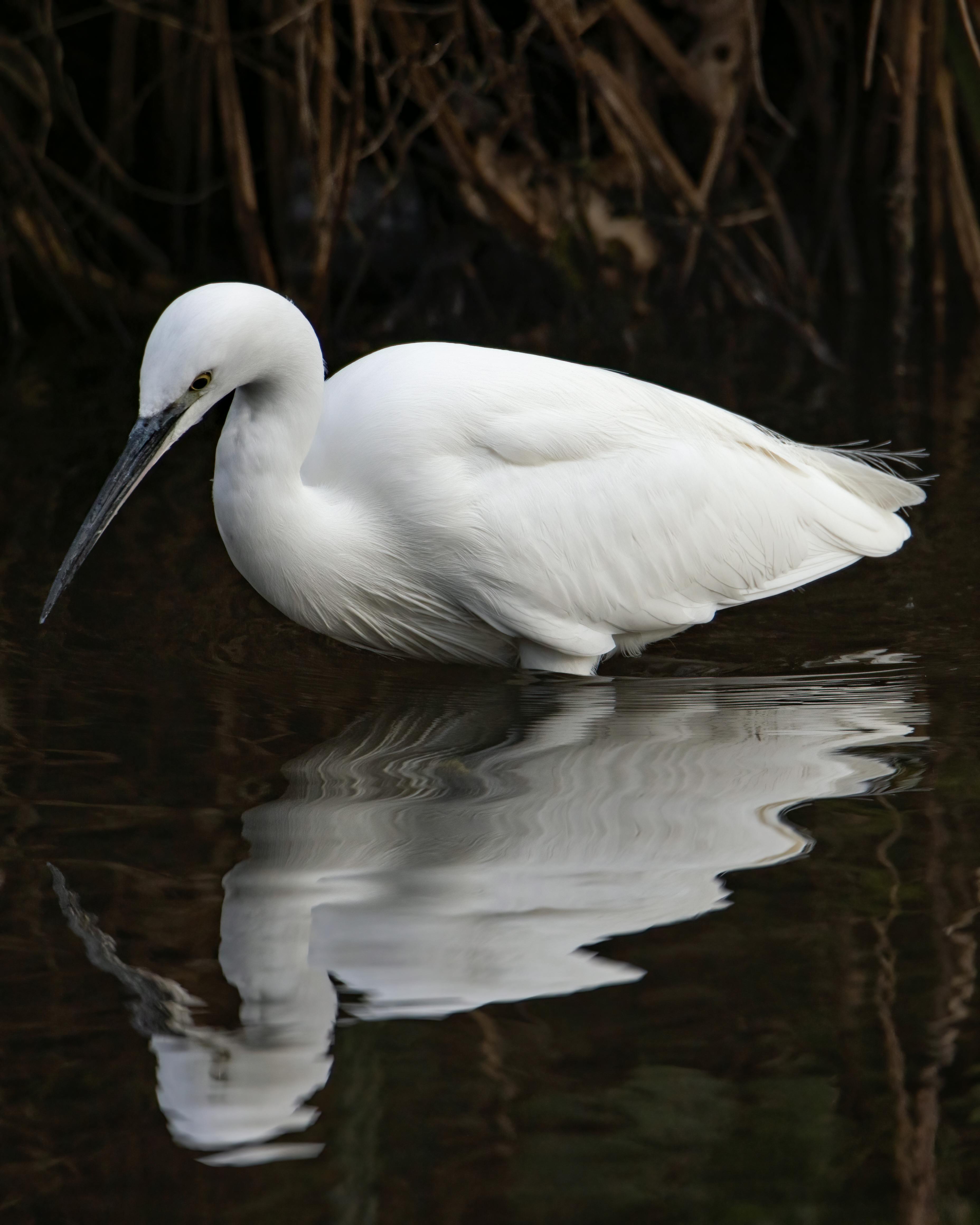Photo of a White Bird with Long Beak · Free Stock Photo