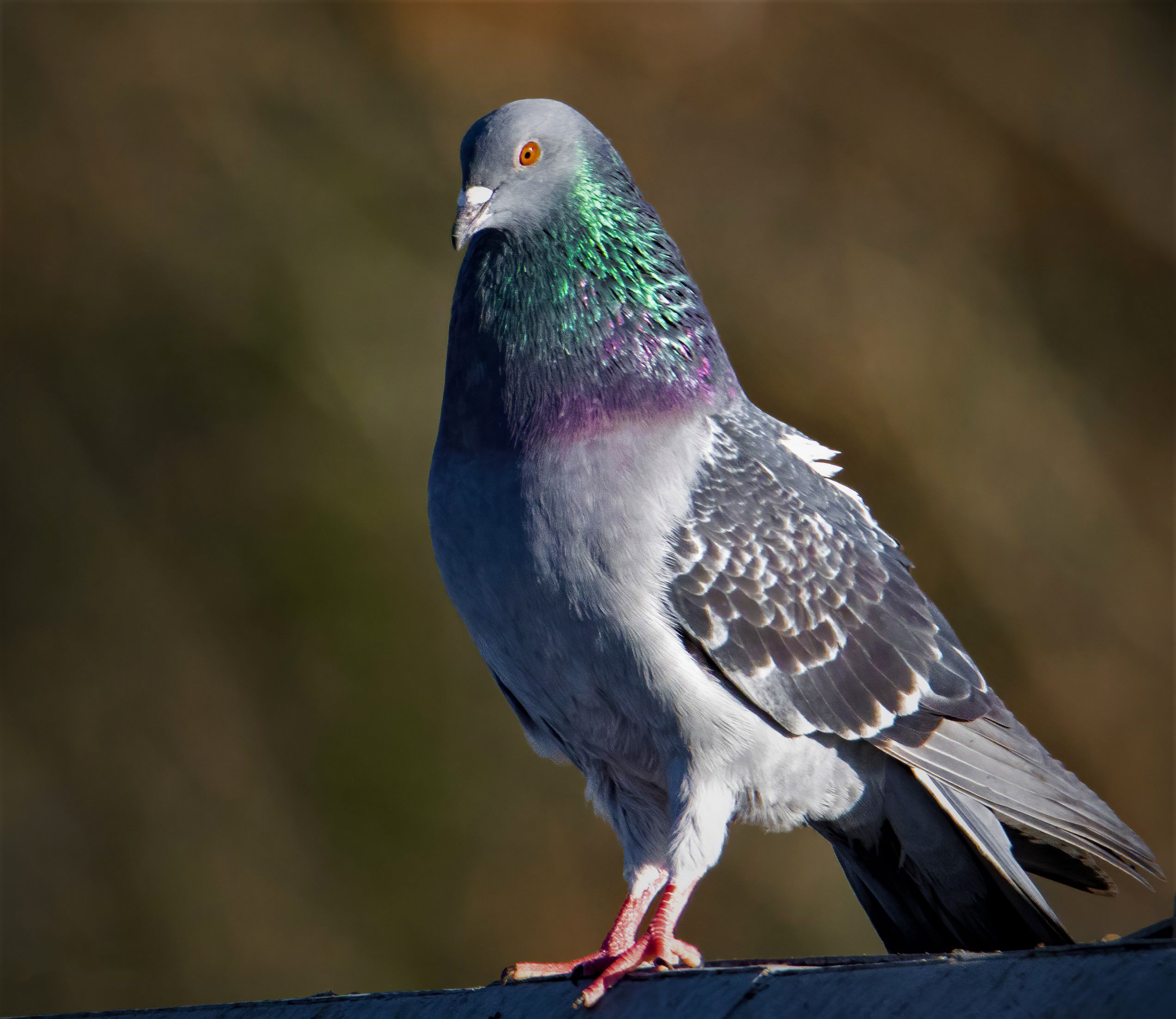 Close Up Photo of a Flying Pigeon · Free Stock Photo