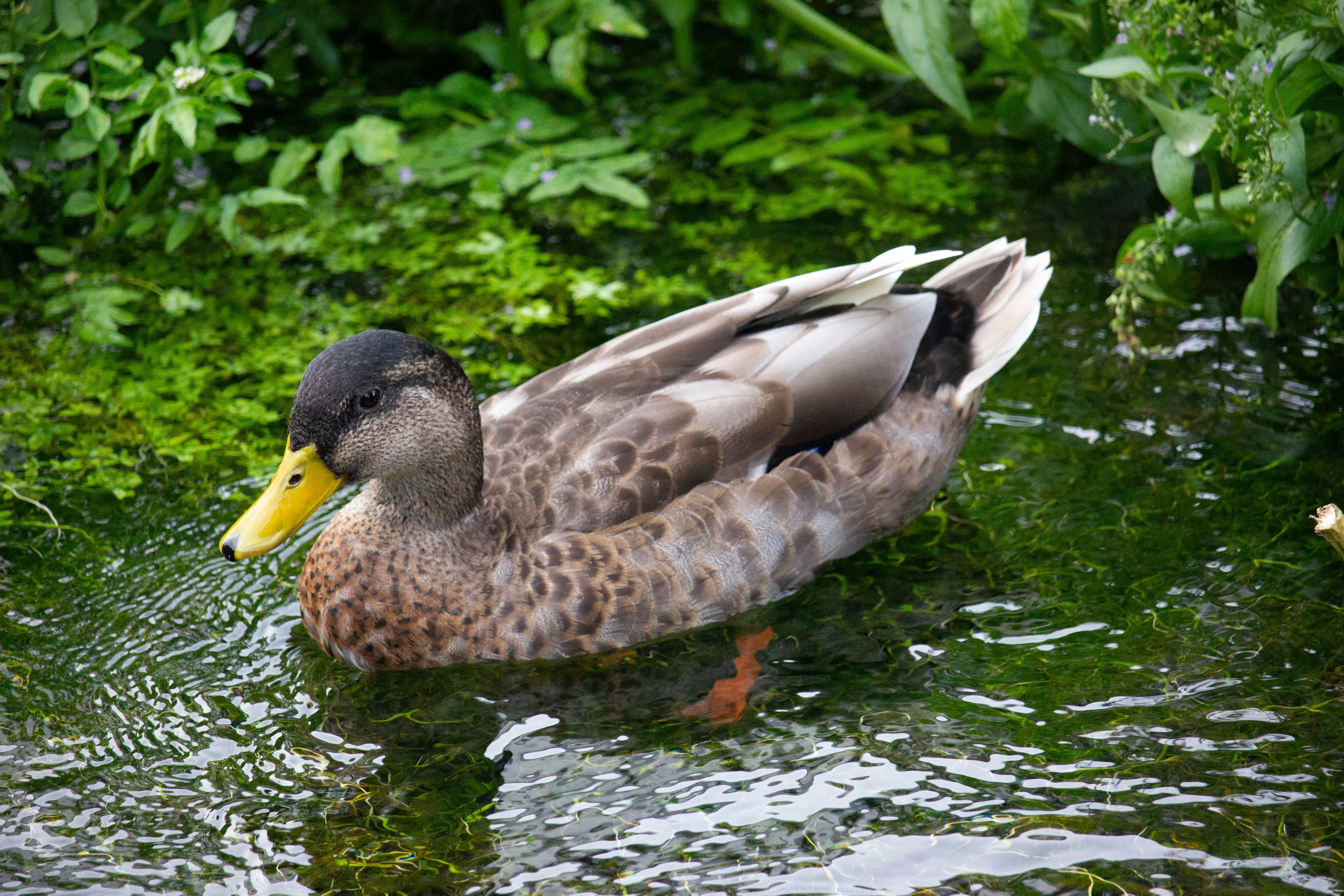 Close-up of a Female Duck · Free Stock Photo