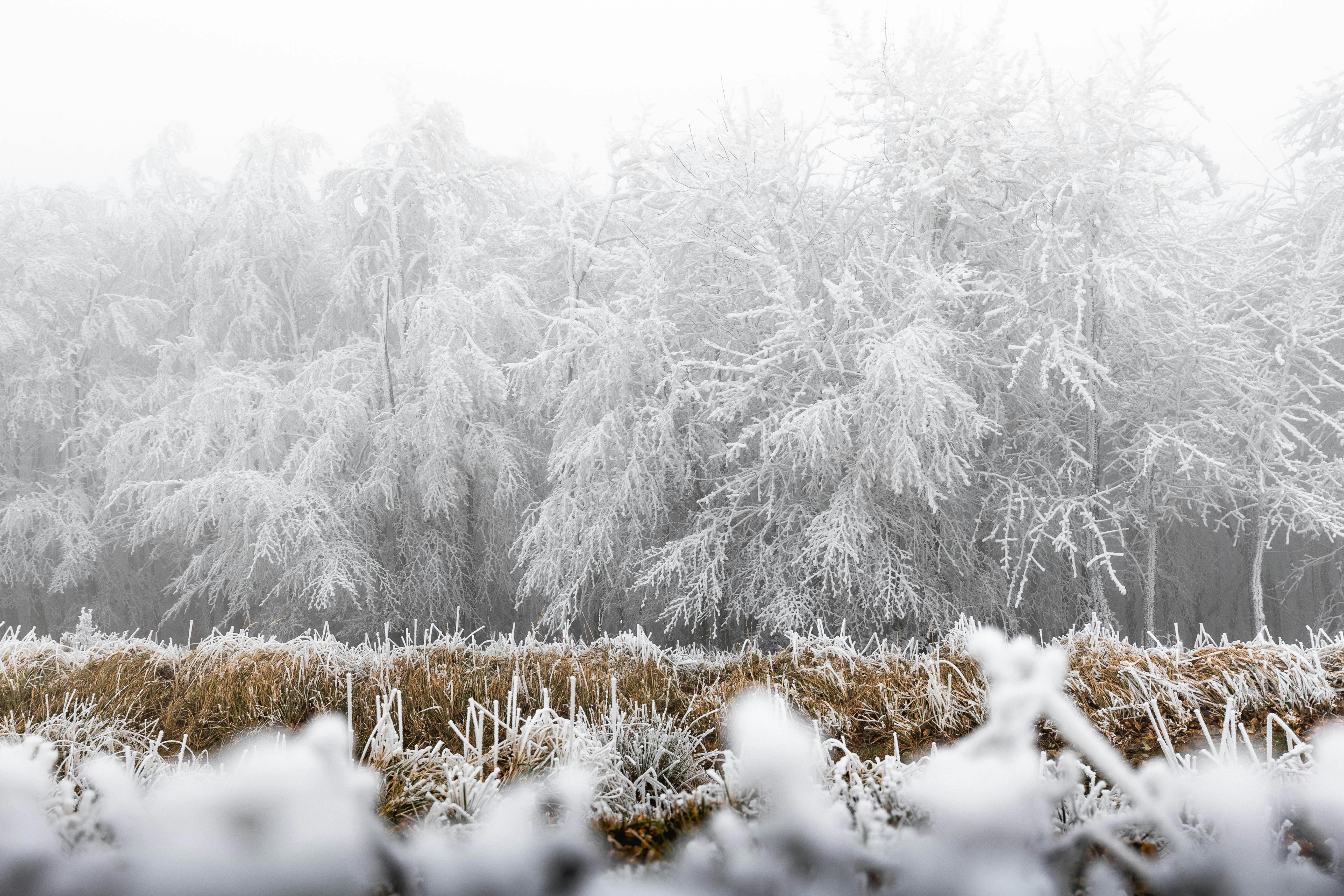 Beautiful Hoarfrost on Trees · Free Stock Photo