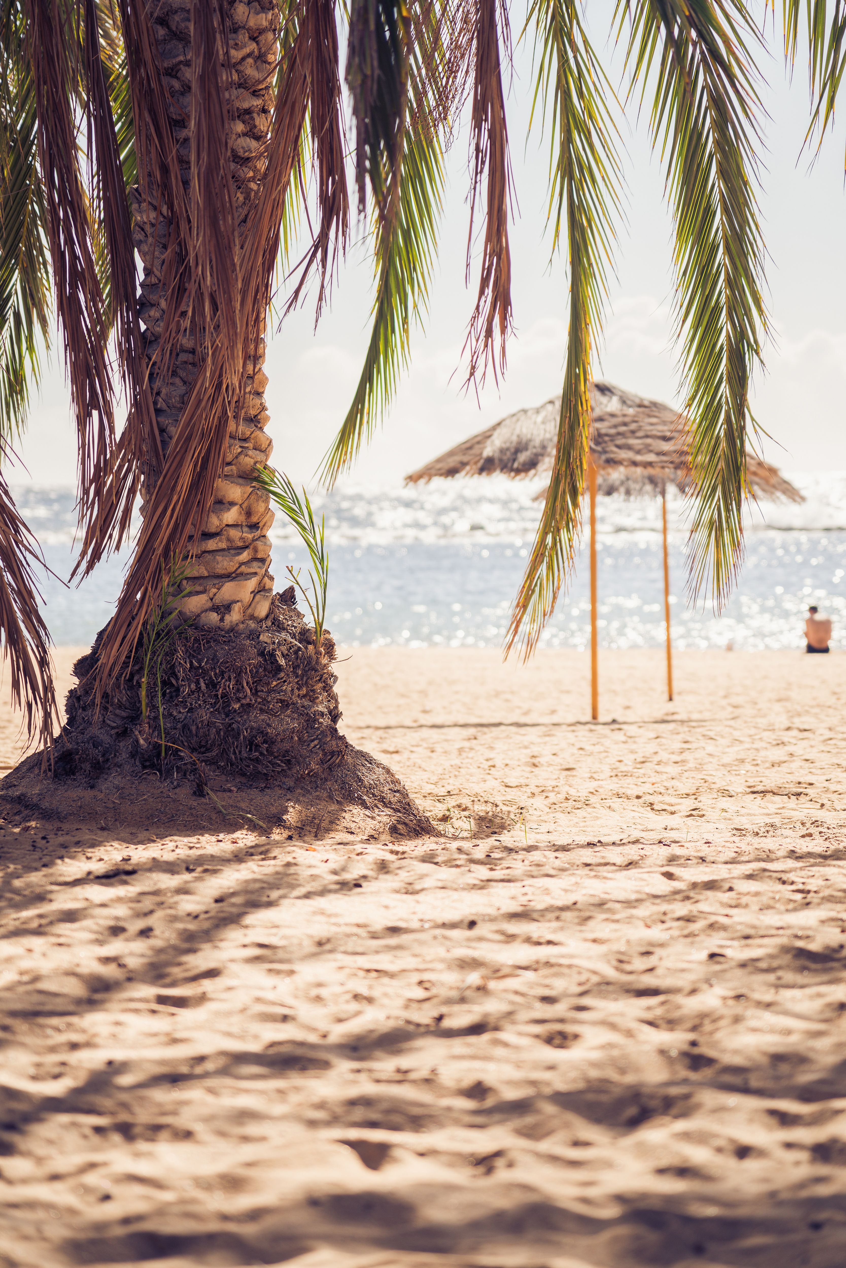 Palm Tree by the Shore · Free Stock Photo