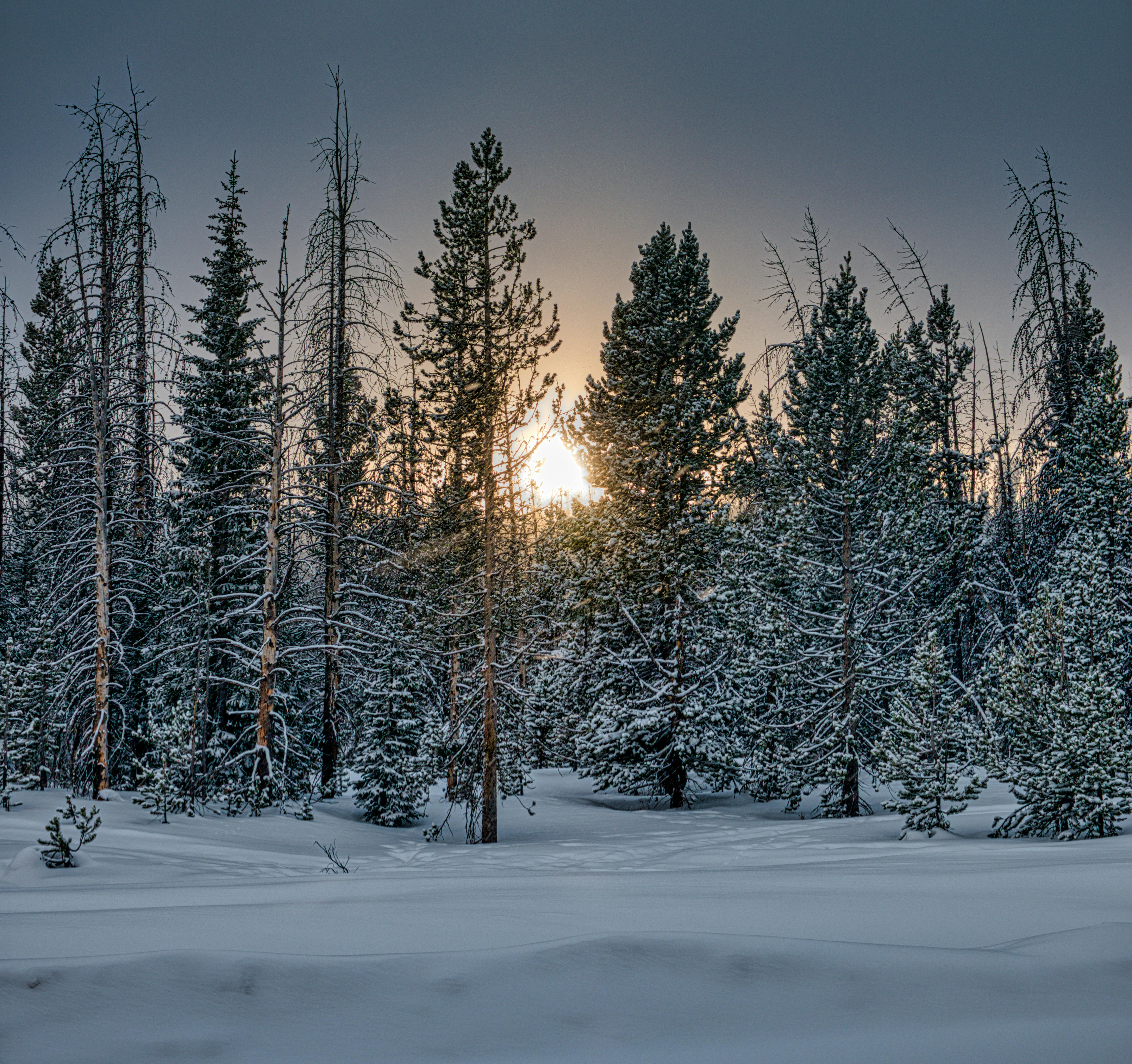 Snowy Field And Trees · Free Stock Photo