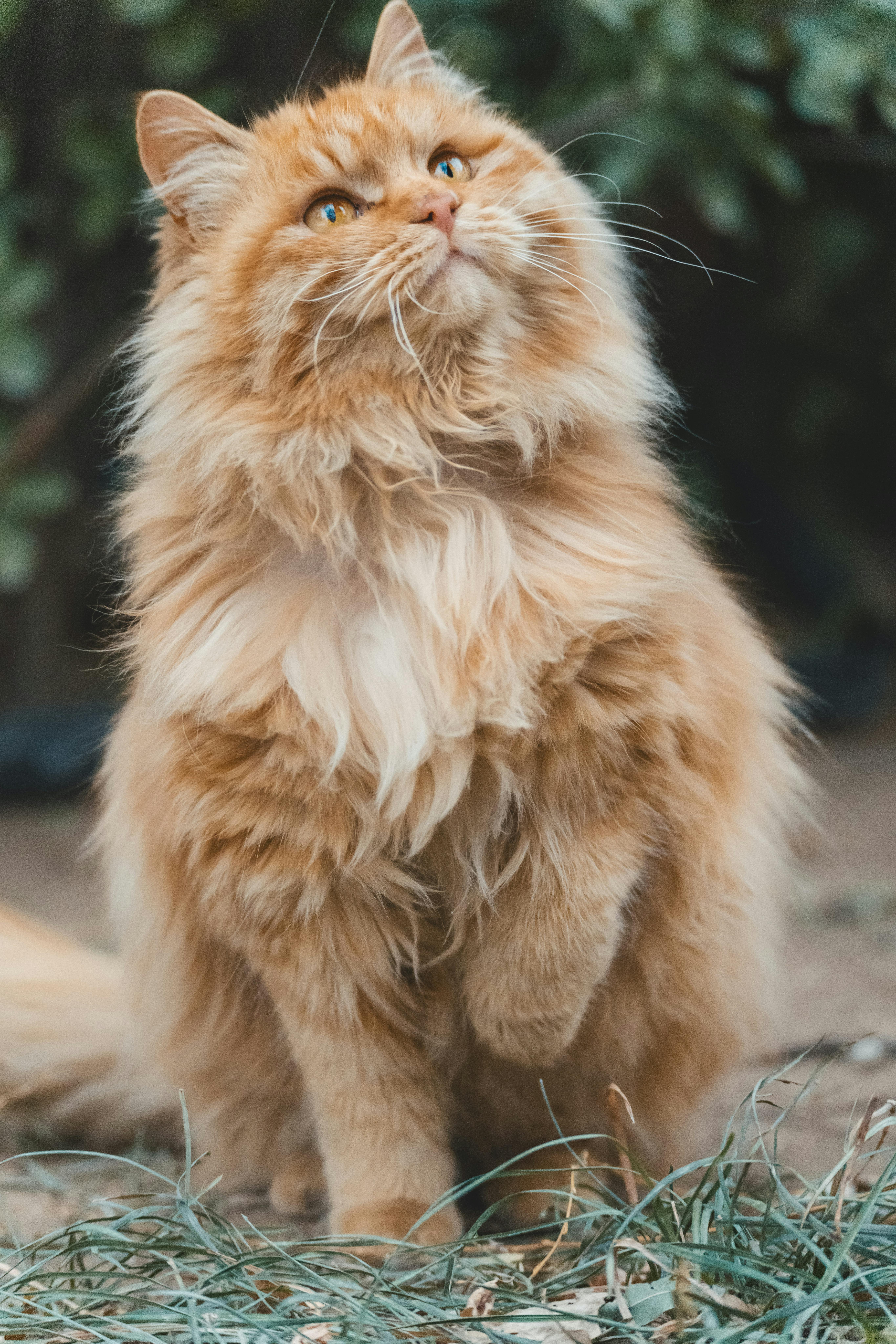 Orange Cat in Close Up Photography · Free Stock Photo