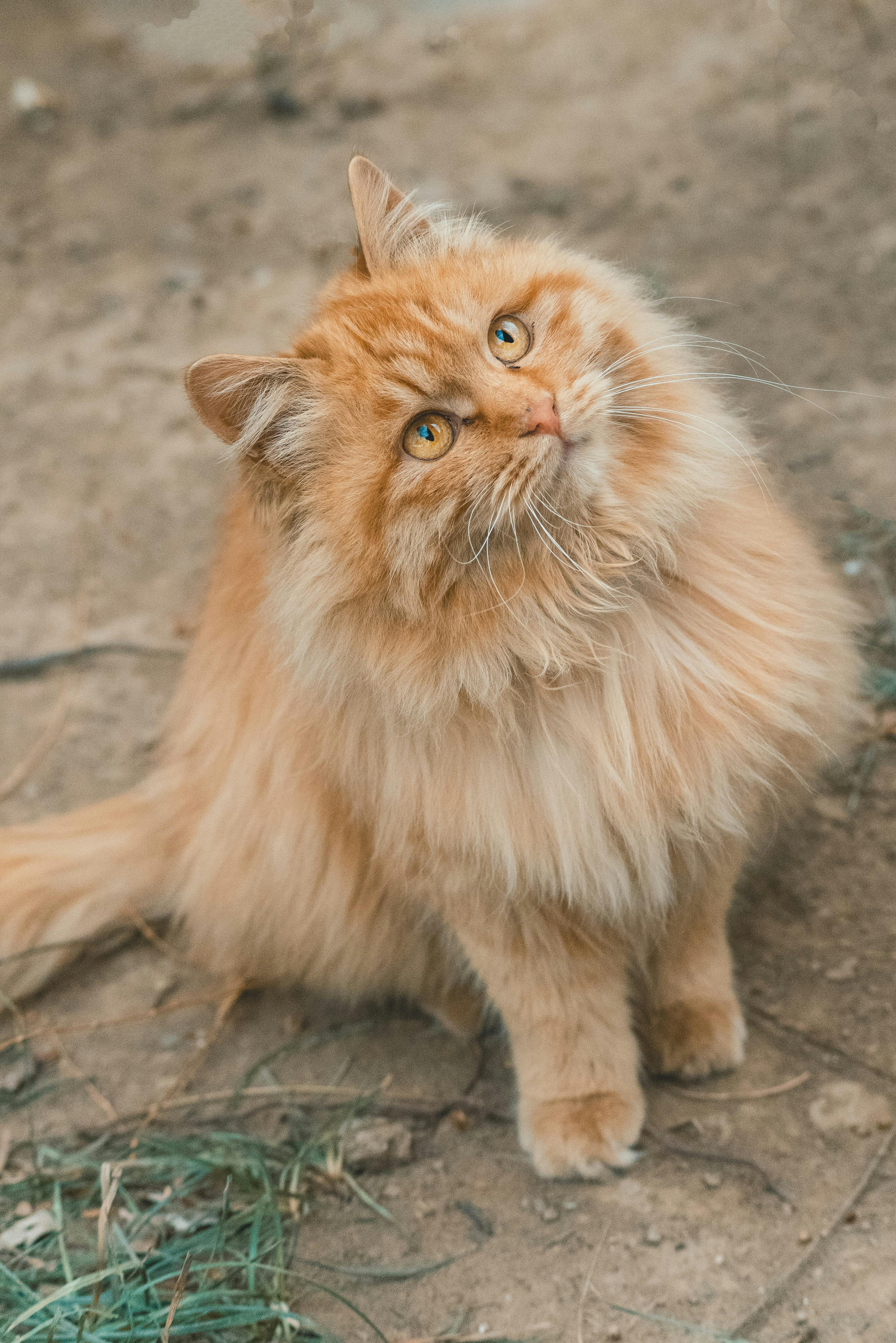 Orange Cat in Close Up Photography · Free Stock Photo