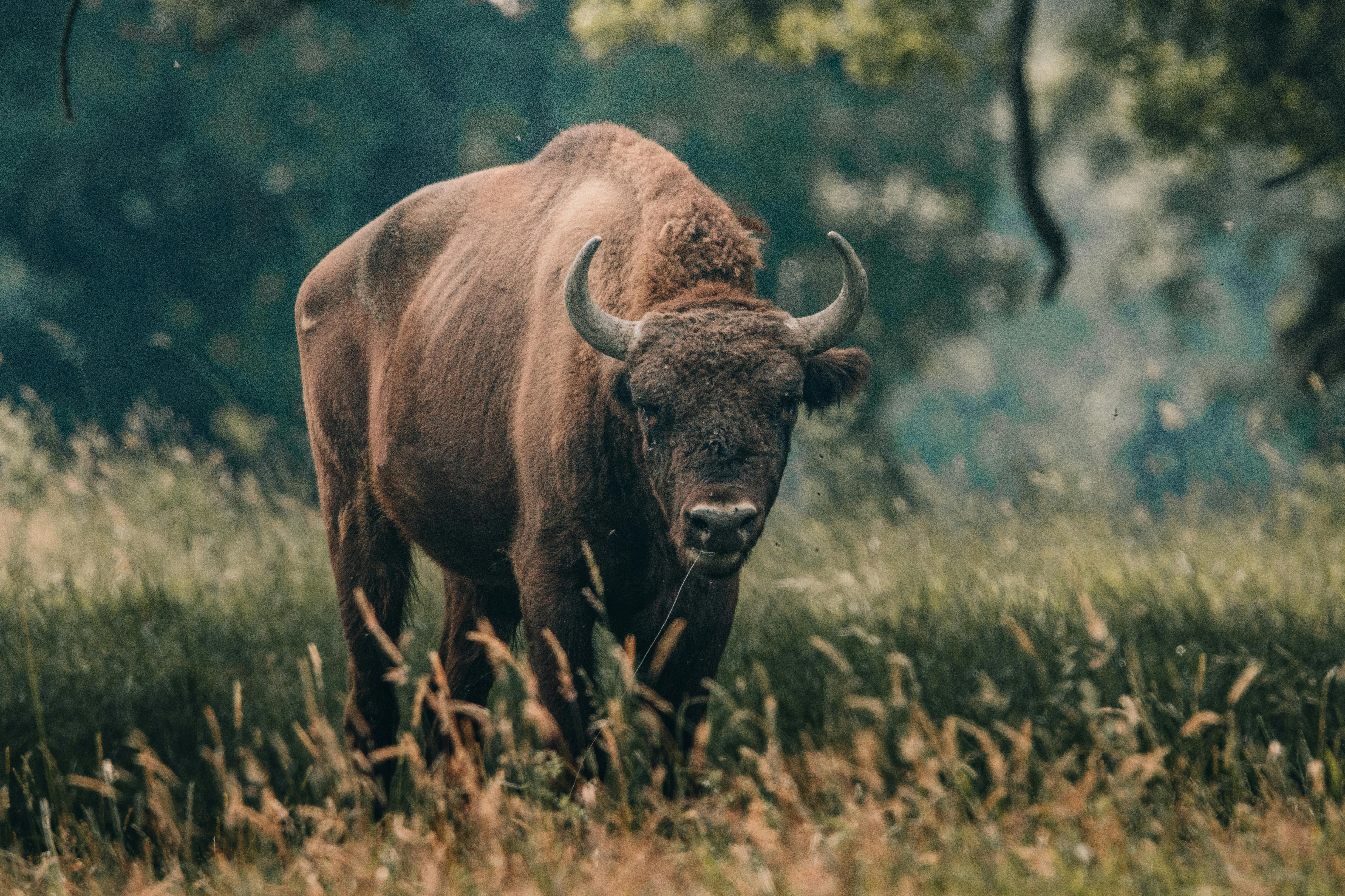 Brown Bison on the Grass · Free Stock Photo